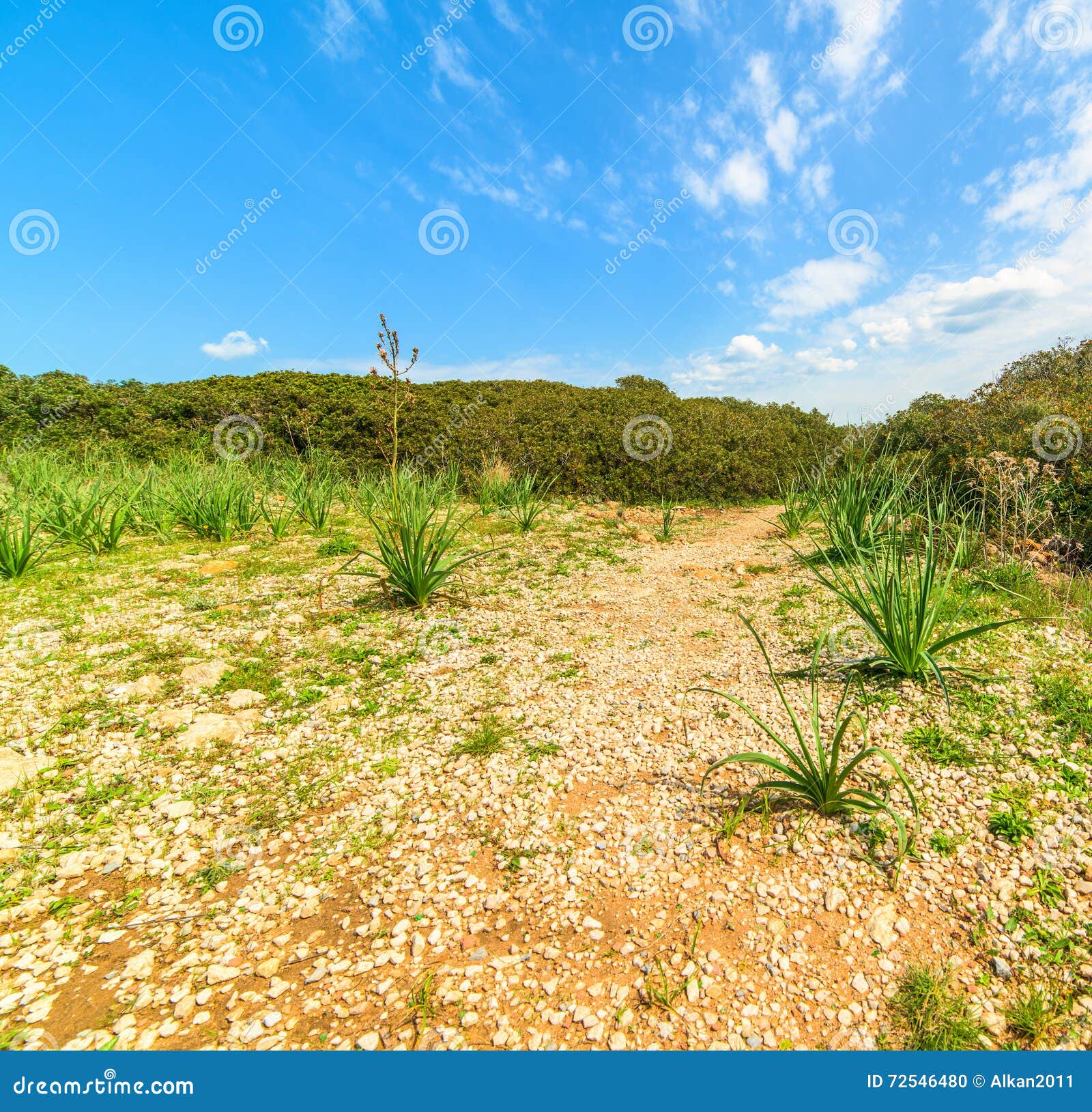 Plants and Pebbles Under a Blue Sky Stock Photo - Image of palm ...