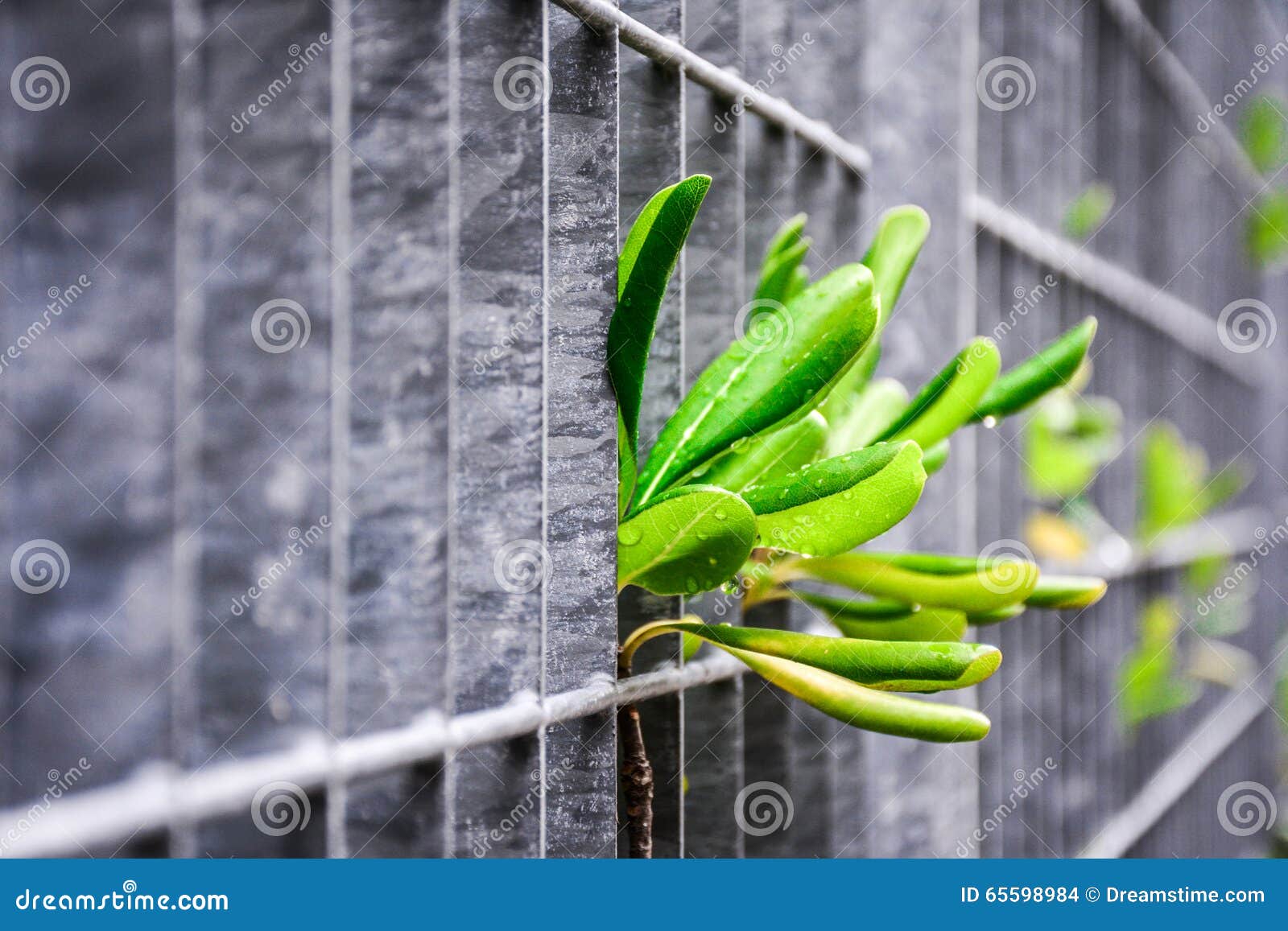 Plants in Permanent Struggle for Survival Stock Photo - Image of plants ...