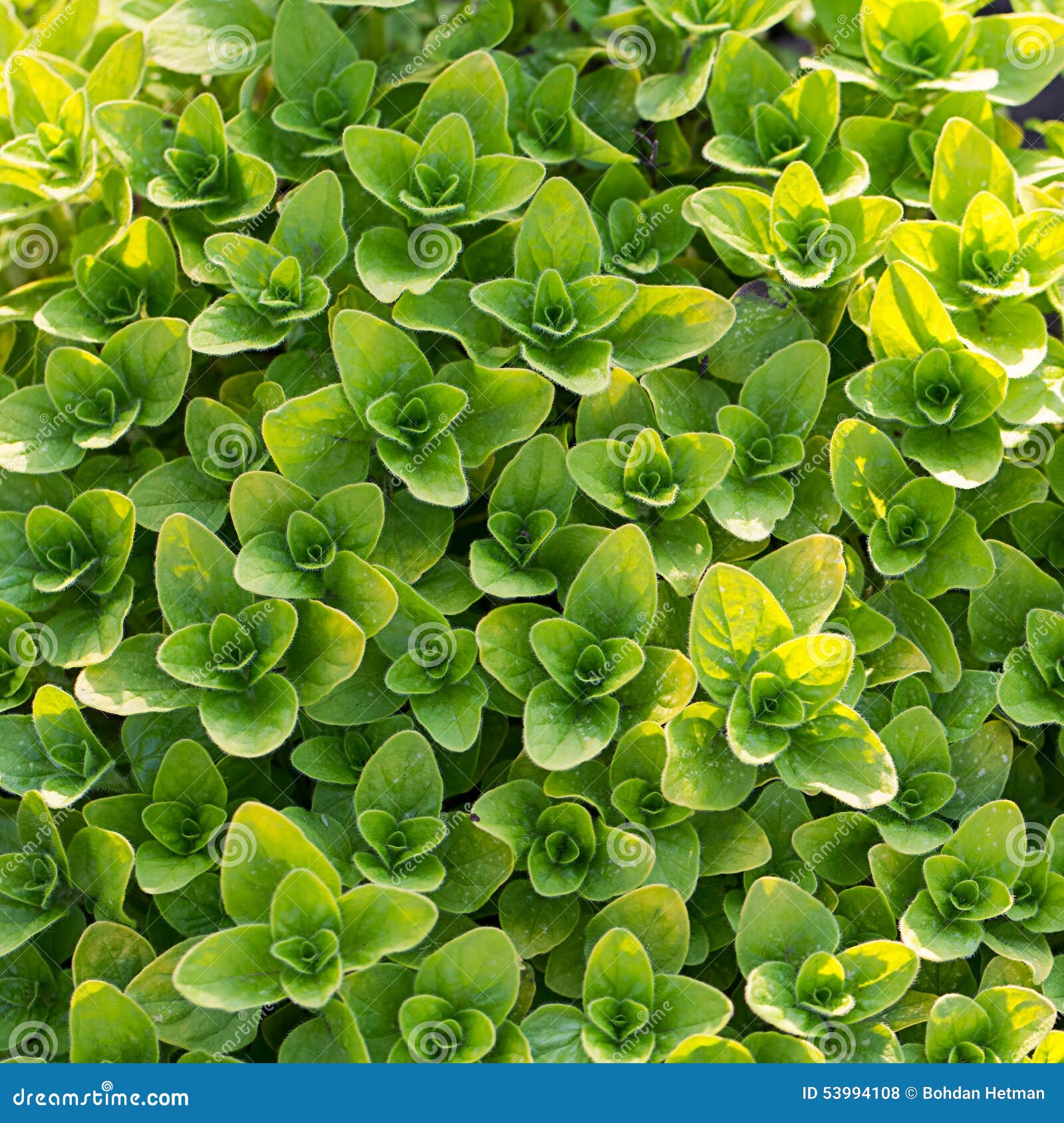 Plants stock photo. Image of beautiful, conservation - 53994108