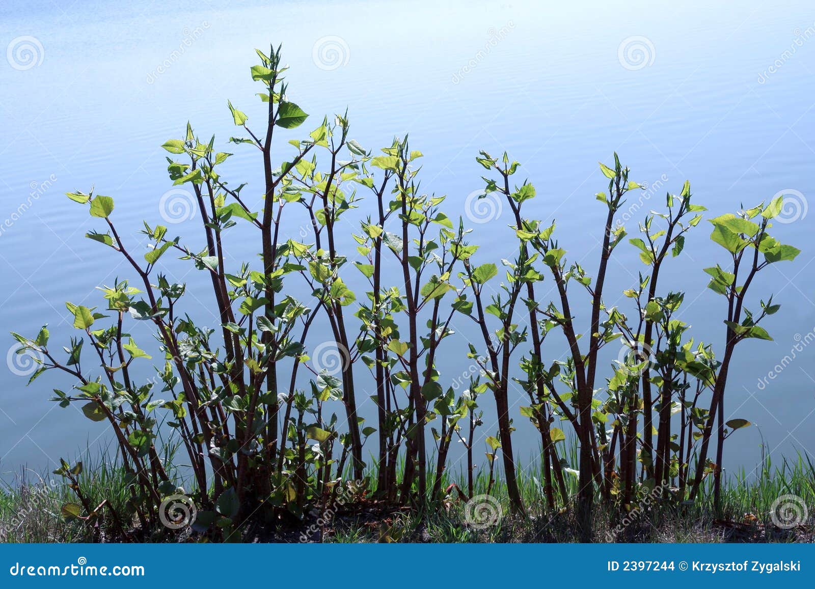 Plants on pondside stock photo. Image of pondside, nice - 2397244