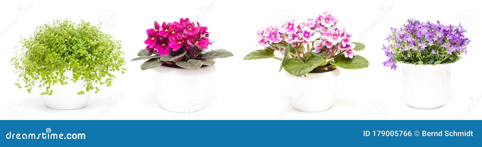 Plants in a Pot in Panoramic Stock Photo - Image of flowers, cyclamen ...