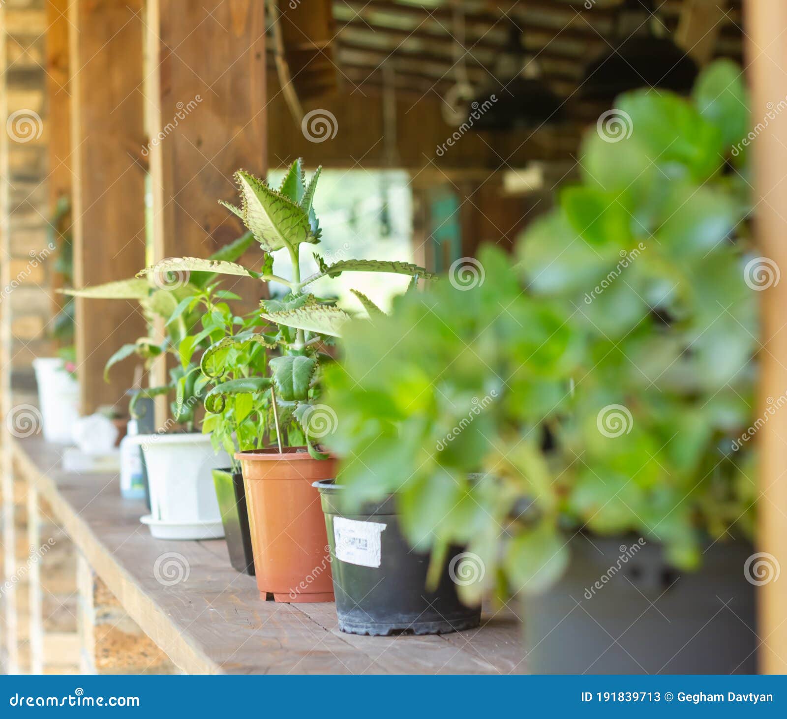 Plants in Pots, Plants in Outdoor Stock Image - Image of clay, growth ...