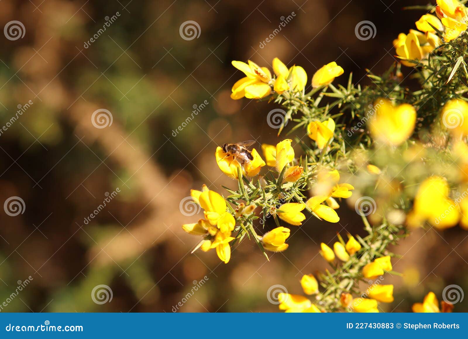 Plants Pushing through in the Spring Sun Stock Image - Image of bare ...