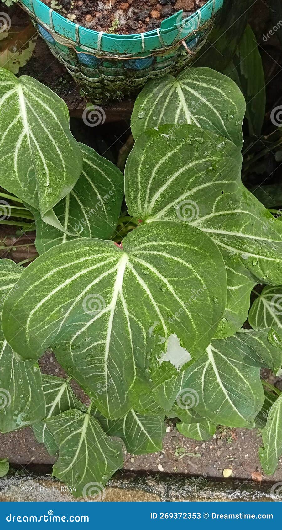 The Plants are Quite Nice and Fresh Stock Image - Image of deciduous ...