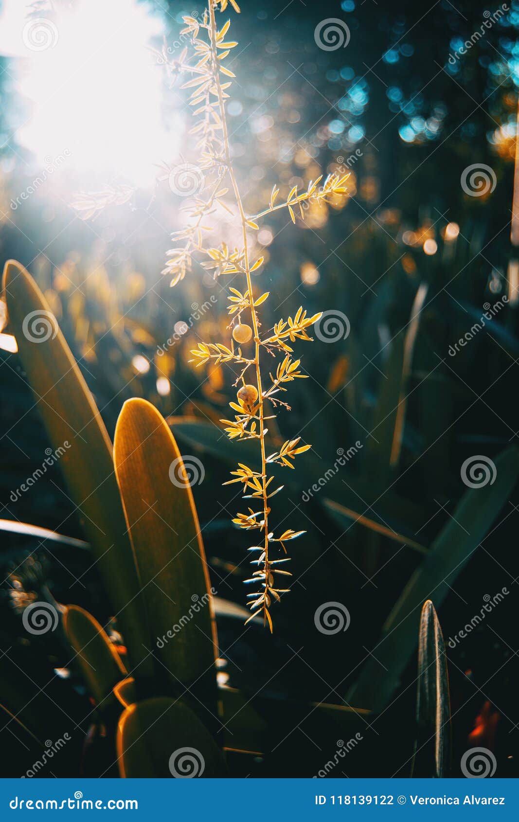 Plants with a ray stock photo. Image of sunrise, mountain - 118139122