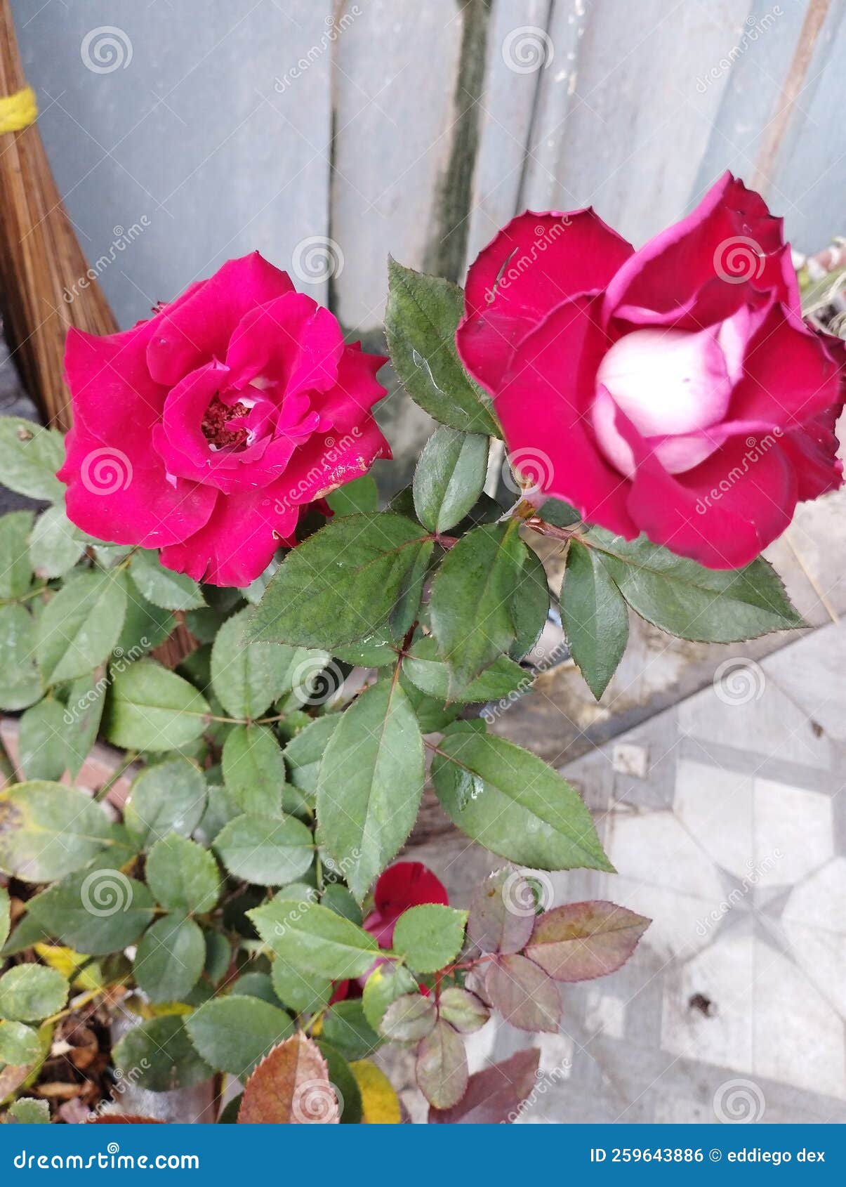 Plants of Red Roses in the Corner of the House As Decoration. Stock ...