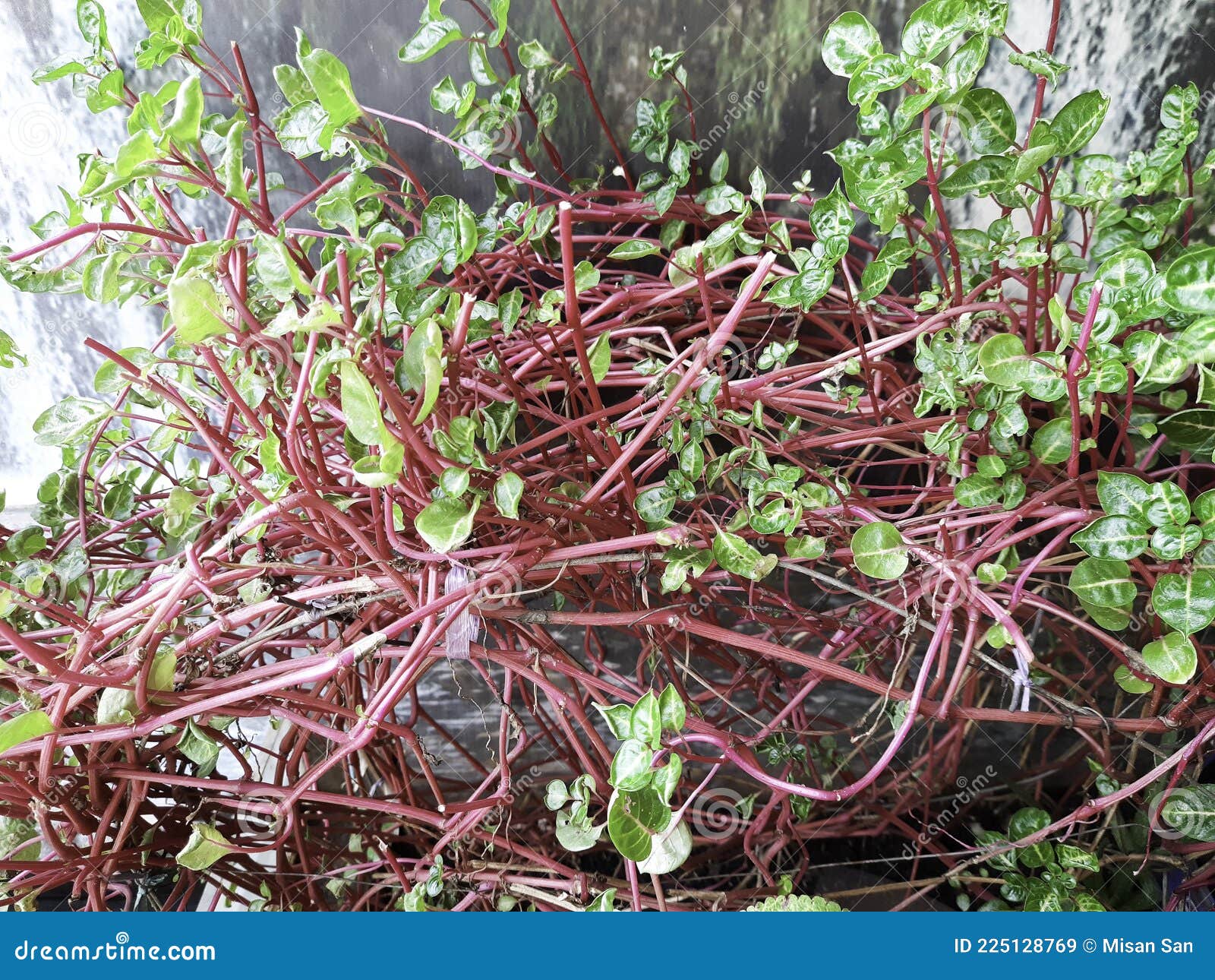 Plants with Red Stems and Green Leaves Stock Image - Image of healthy ...
