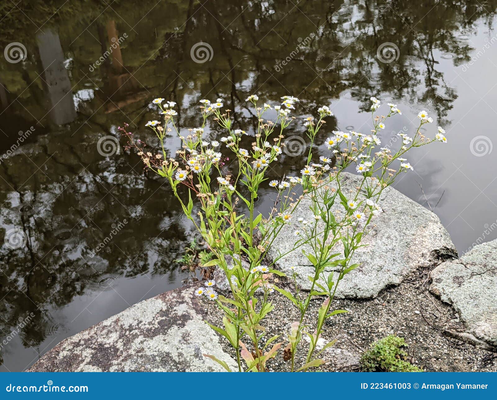 Plants Reflection On The Puddle Water Surface On The Ground In A Sunset ...