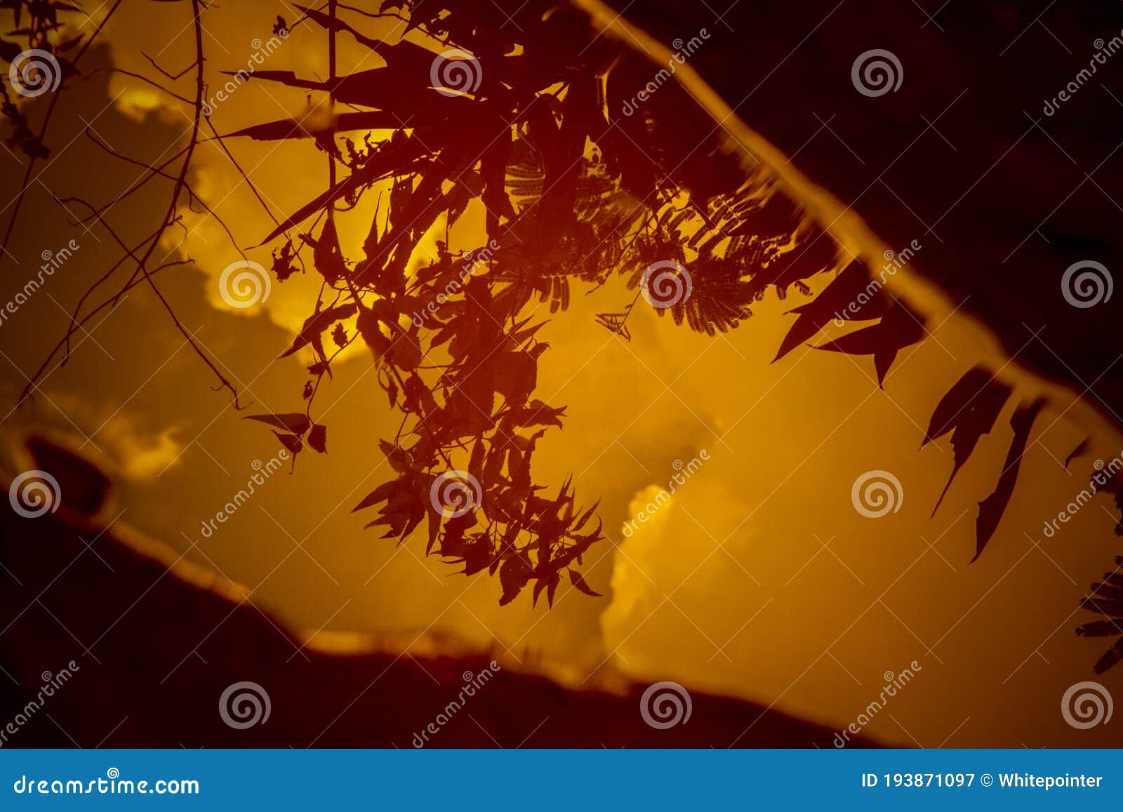 Plants Reflection on the Puddle Water Surface on the Ground in a Sunset ...