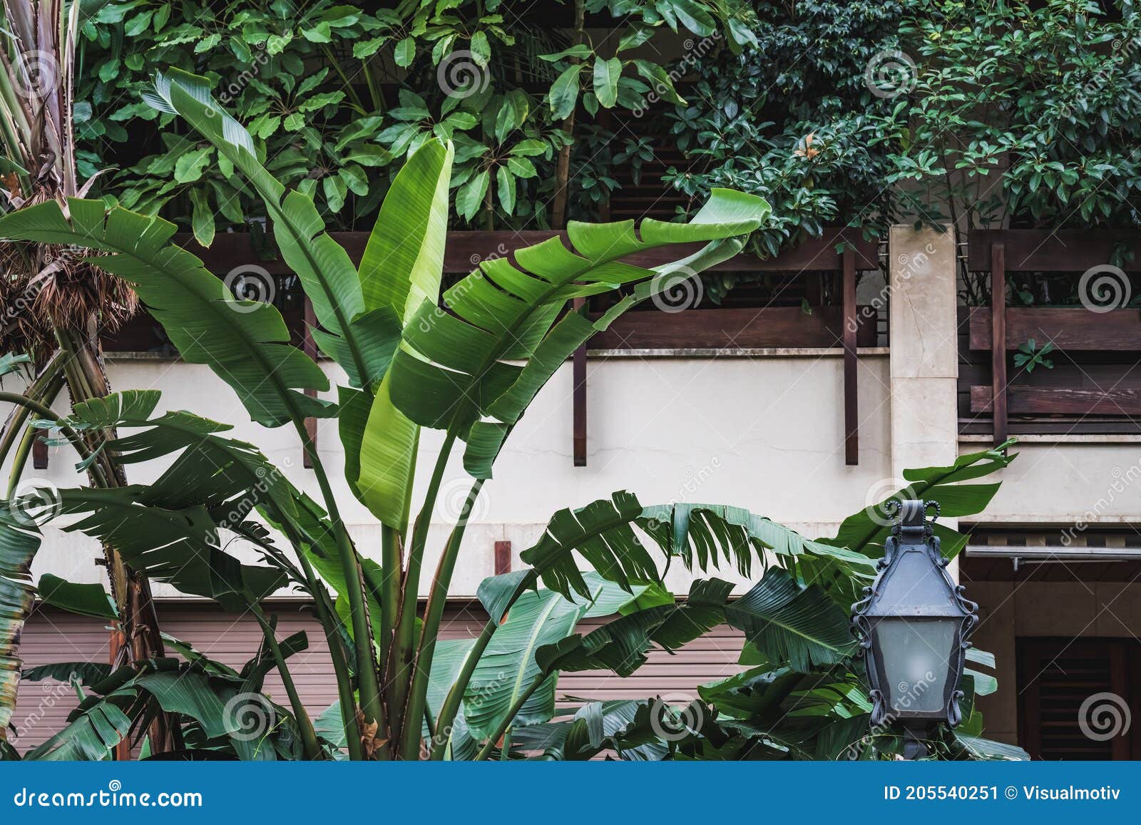 Plants of a Residential Building Stock Image - Image of botanic ...