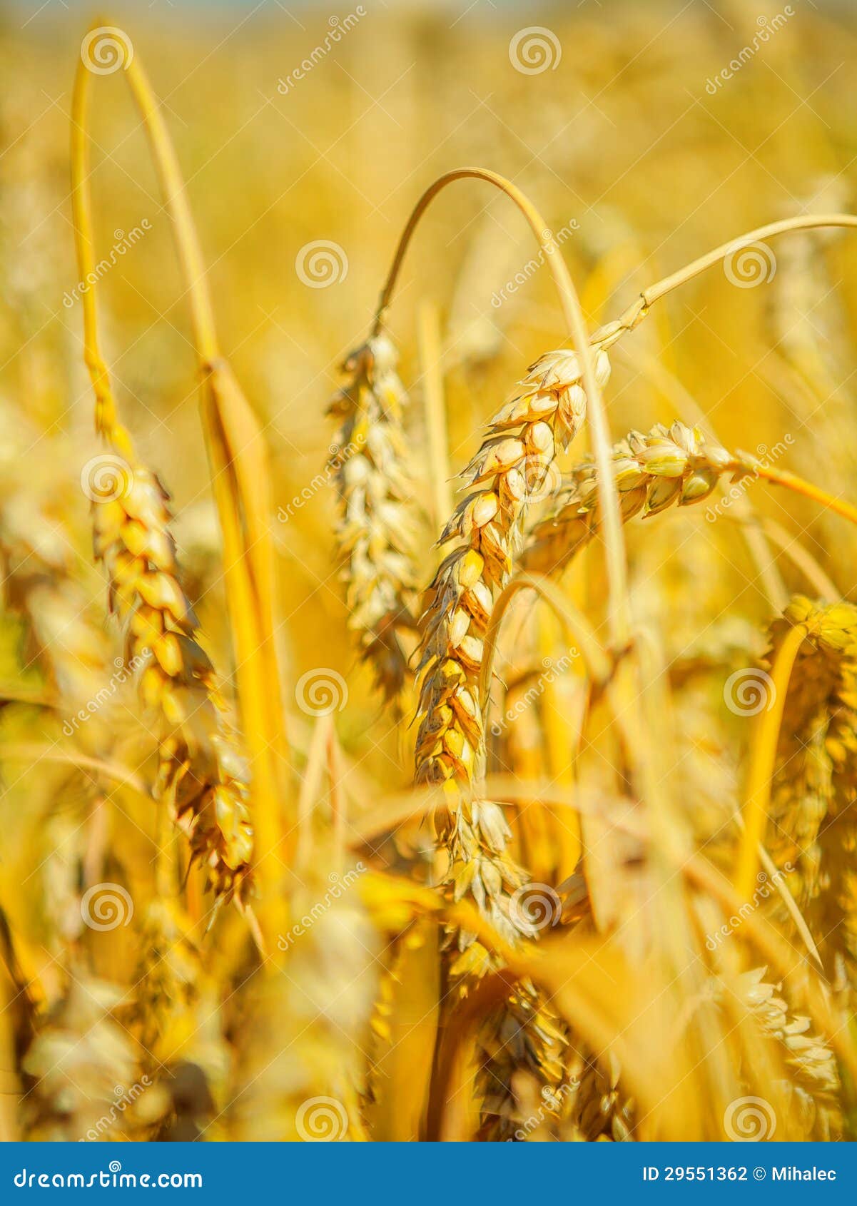 Plants of ripe wheat stock photo. Image of crop, plants - 29551362