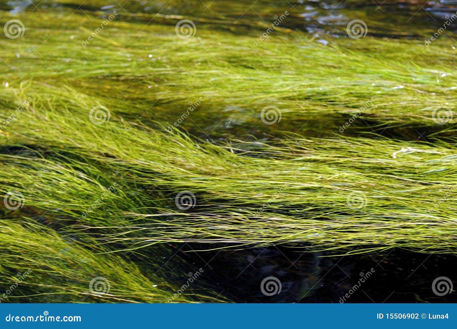 Plants in a river stock photo. Image of clear, yellow - 15506902