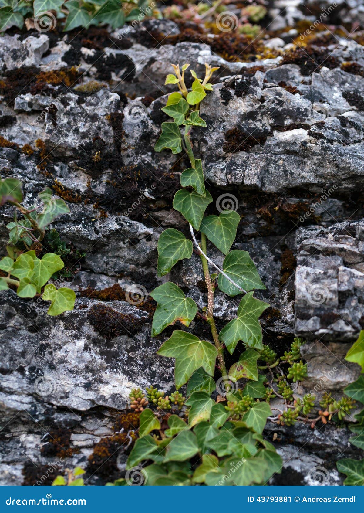 Plants on Rocks stock image. Image of moss, blurredness - 43793881