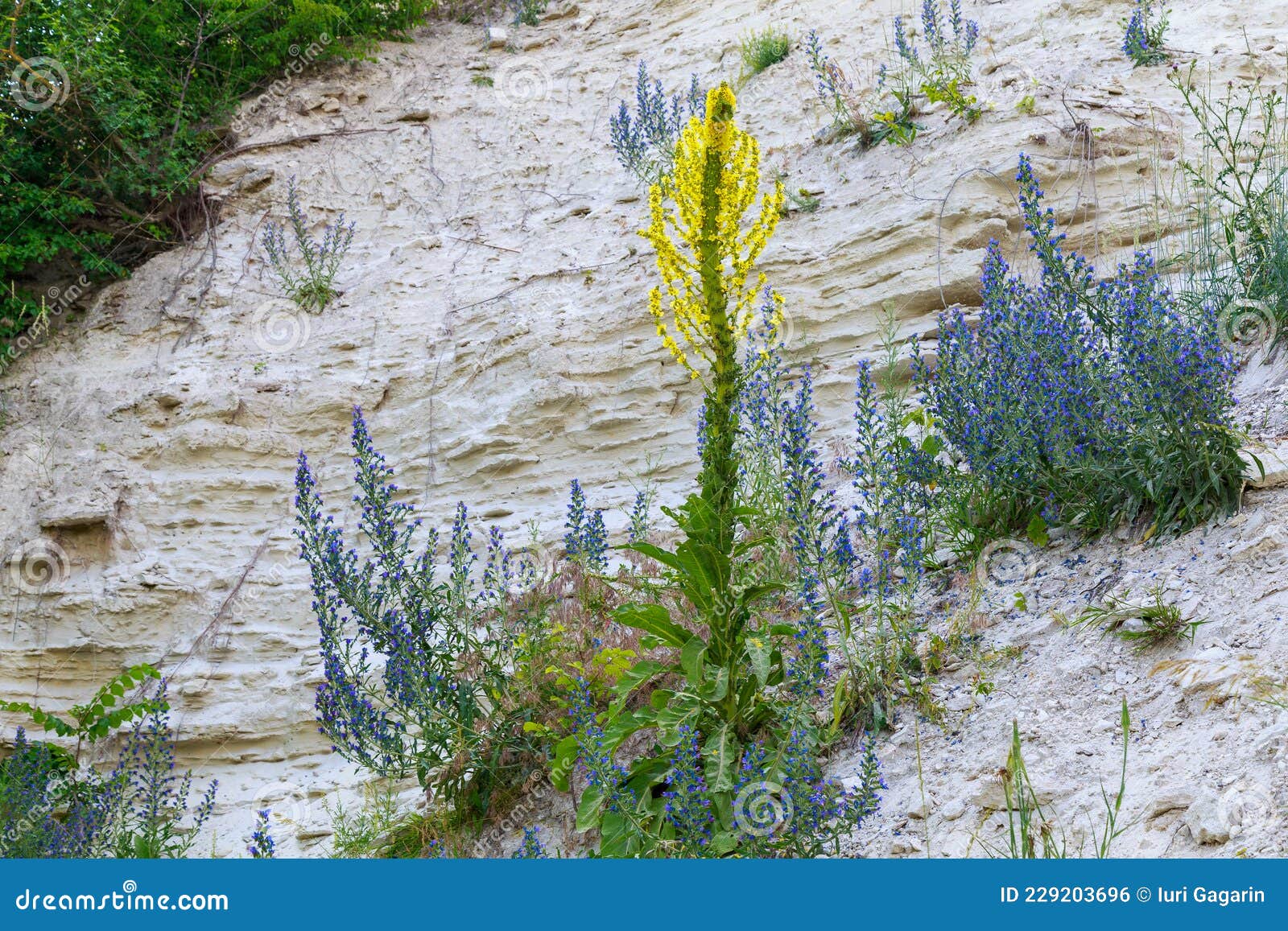 Plants on Rocks in the Wild. Nature Background with Copy Space for Text ...