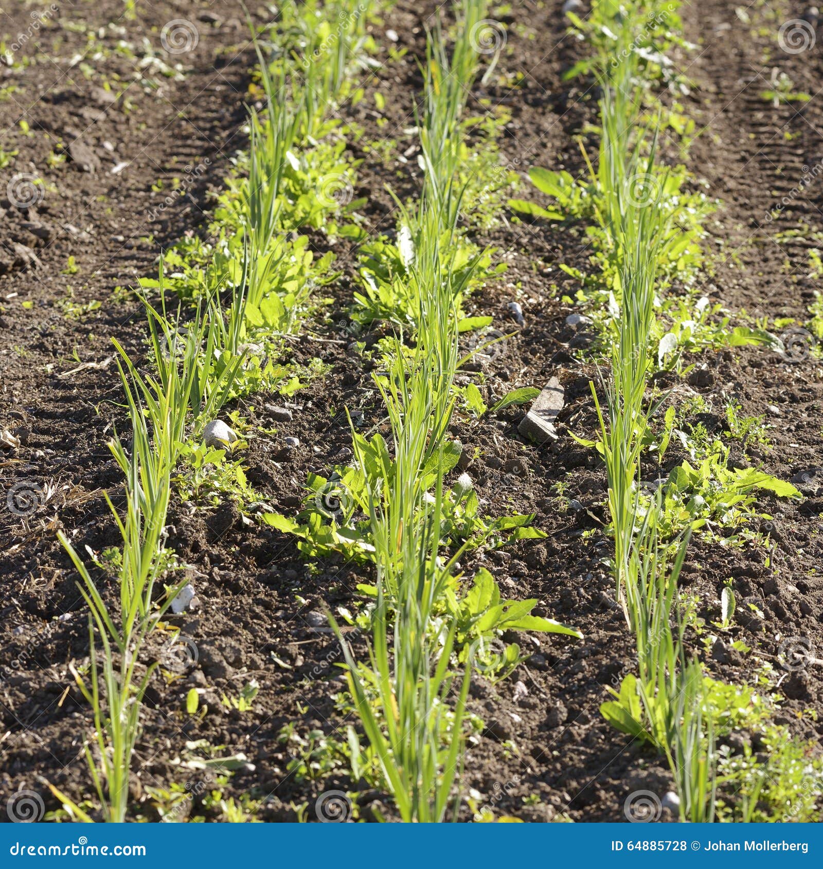 Plants in a row stock photo. Image of sweet, field, horizontal - 64885728