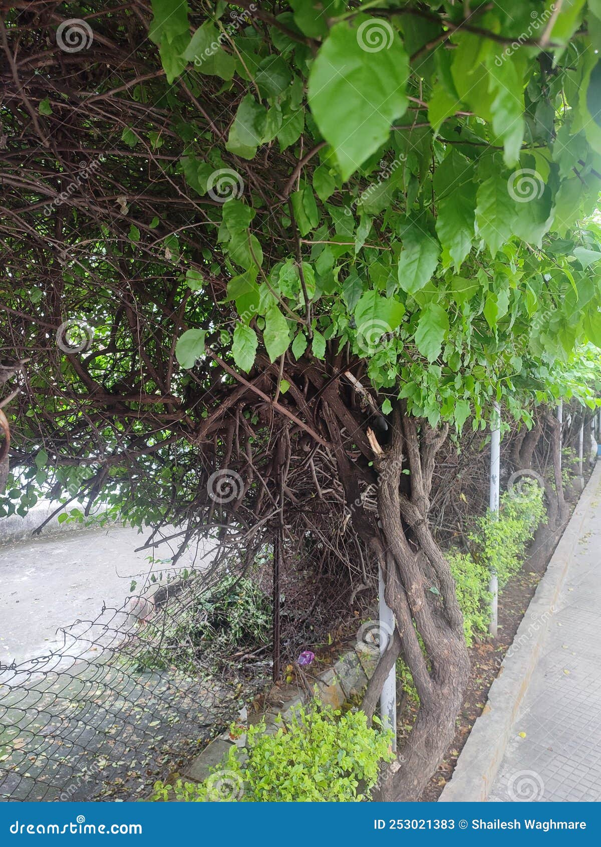 Plants row in kyari stock image. Image of flower, fencing - 253021383