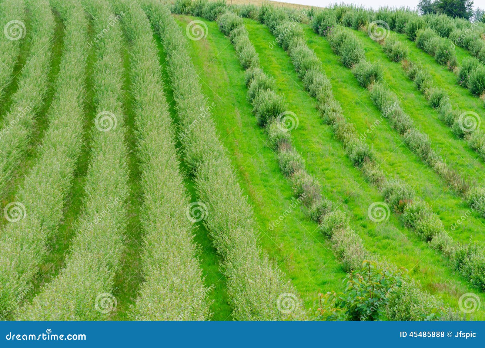 Plants, row, tree nursery stock photo. Image of growth - 45485888