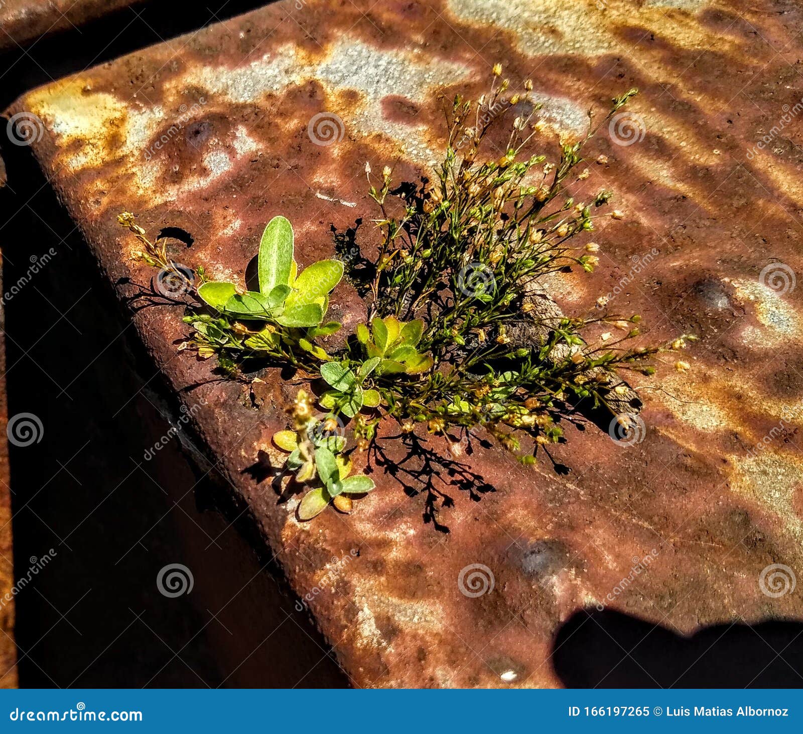 Plants on rust metal stock image. Image of oxido, sobre - 166197265
