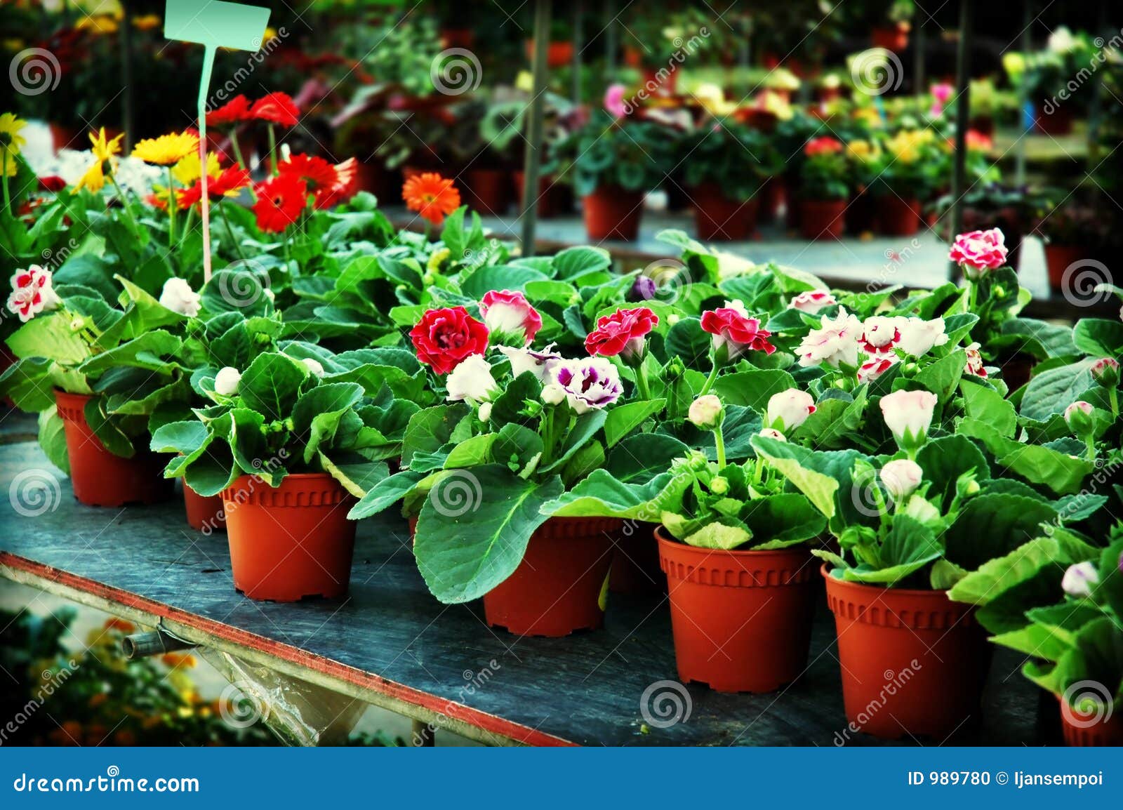 Plants for sale stock photo. Image of summer, beautiful - 989780