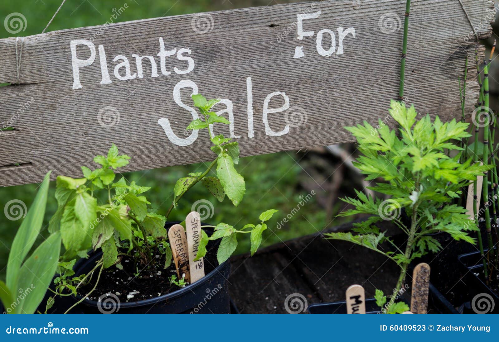 Plants for Sale stock image. Image of sale, class, building - 60409523