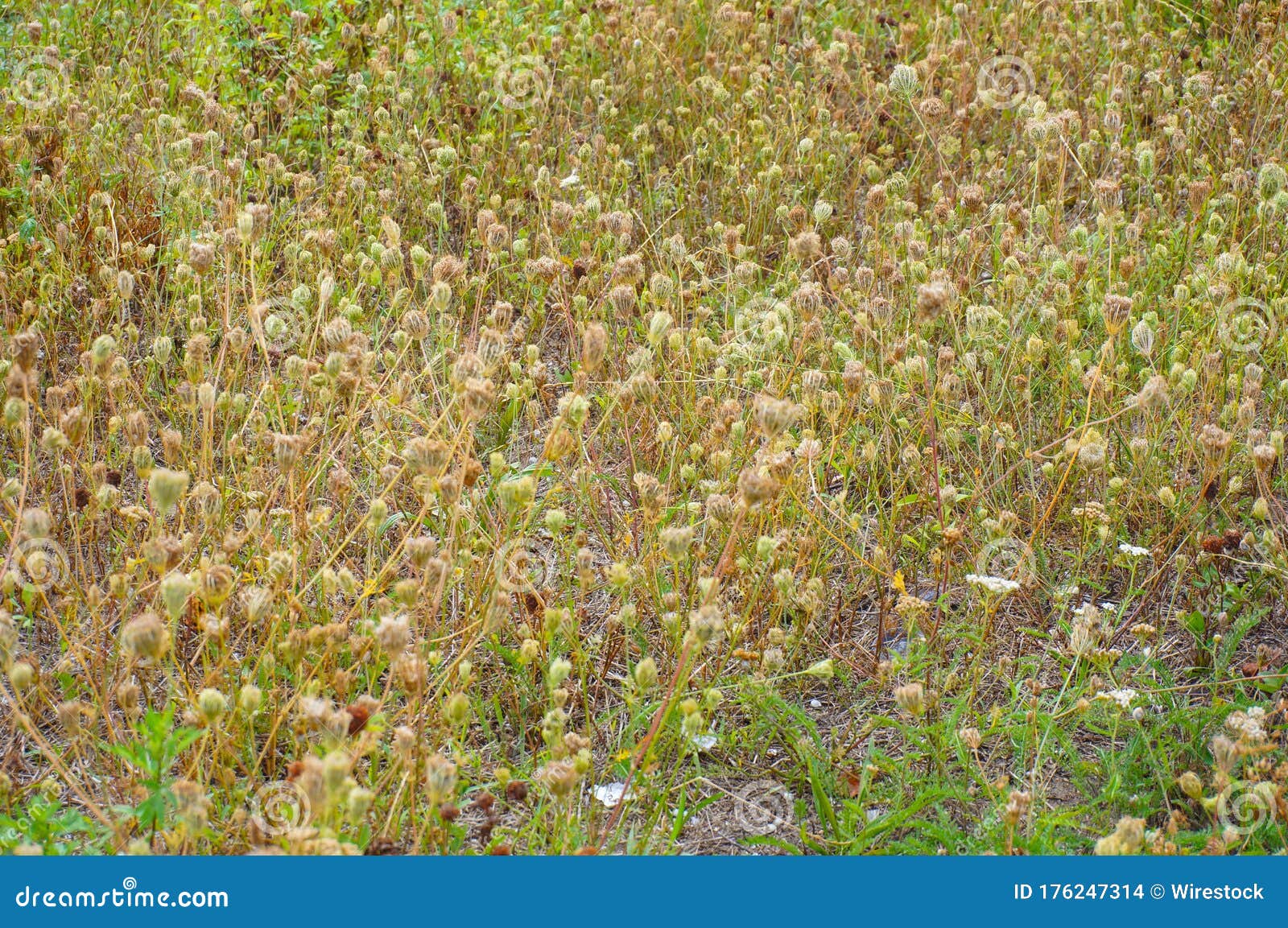 Plants of the Same Species Growing Next To Each Other in a Field Stock ...
