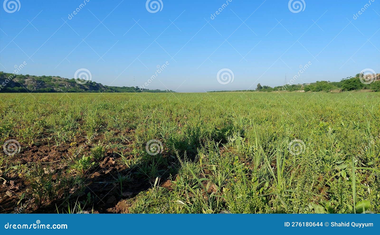 Plants at the Sawan River Edge Punjab Pakistan Stock Photo - Image of ...