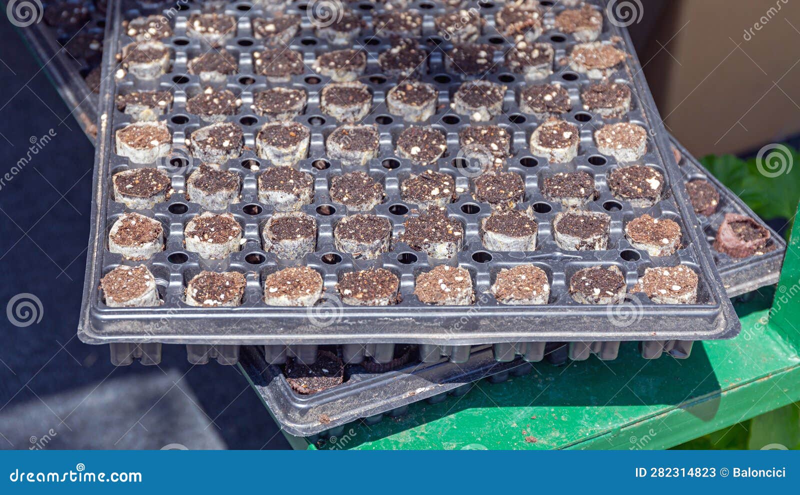 Plants Seedling Growing Tray Stock Image - Image of plastic, trays ...