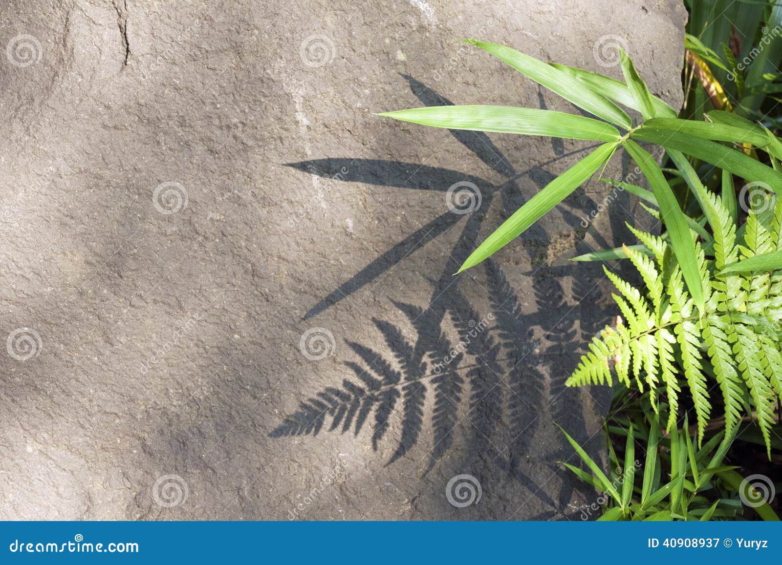Plants shadow stock image. Image of shadow, stone, nature - 40908937