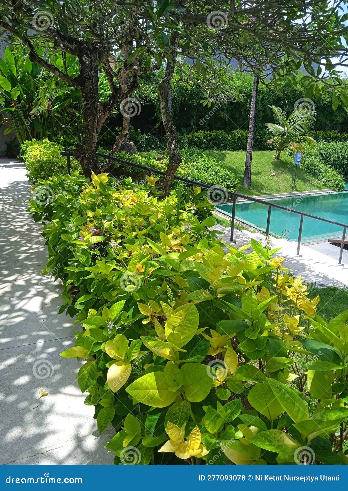 Plants, shadow and pool stock photo. Image of tree, leaf - 277093078