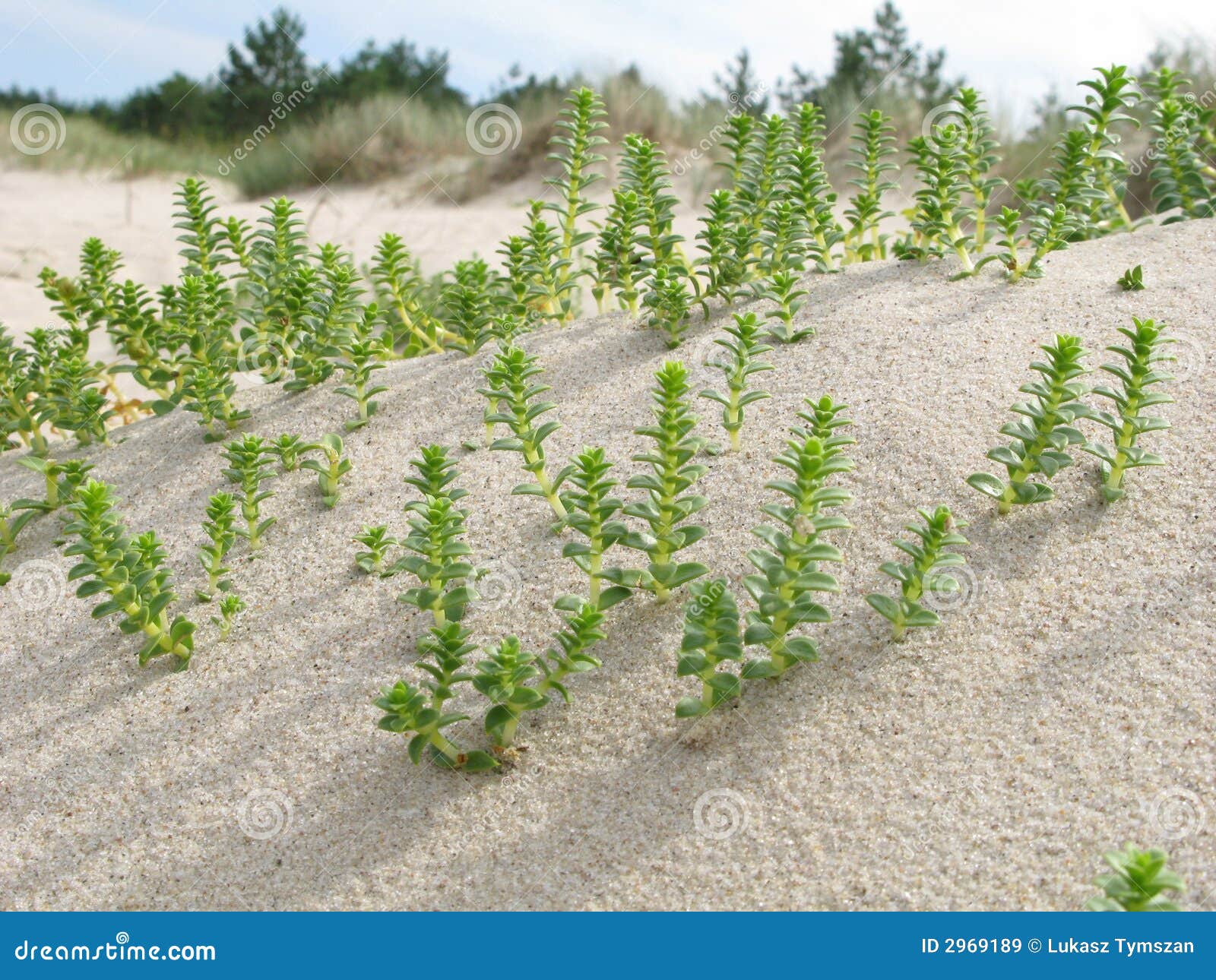 Plants and Shells4 stock image. Image of small, natural - 2969189