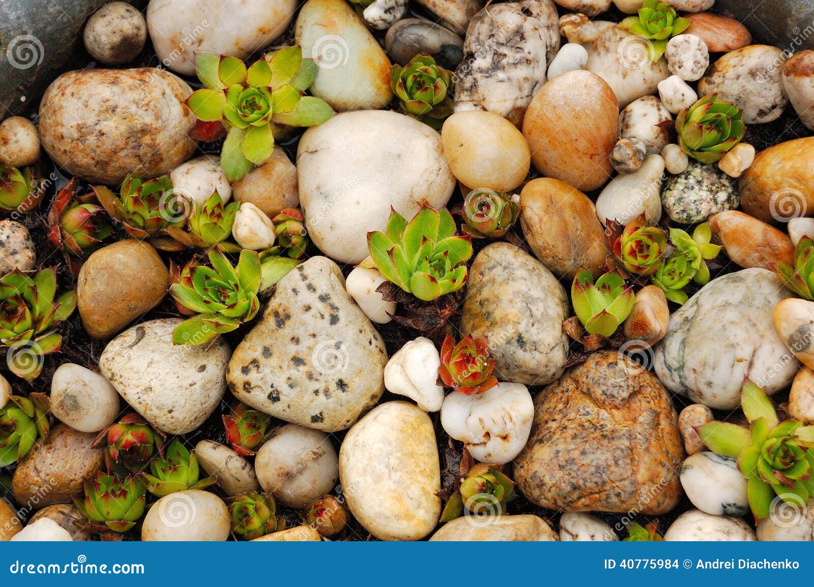 Plants among the shingle stock photo. Image of nature - 40775984