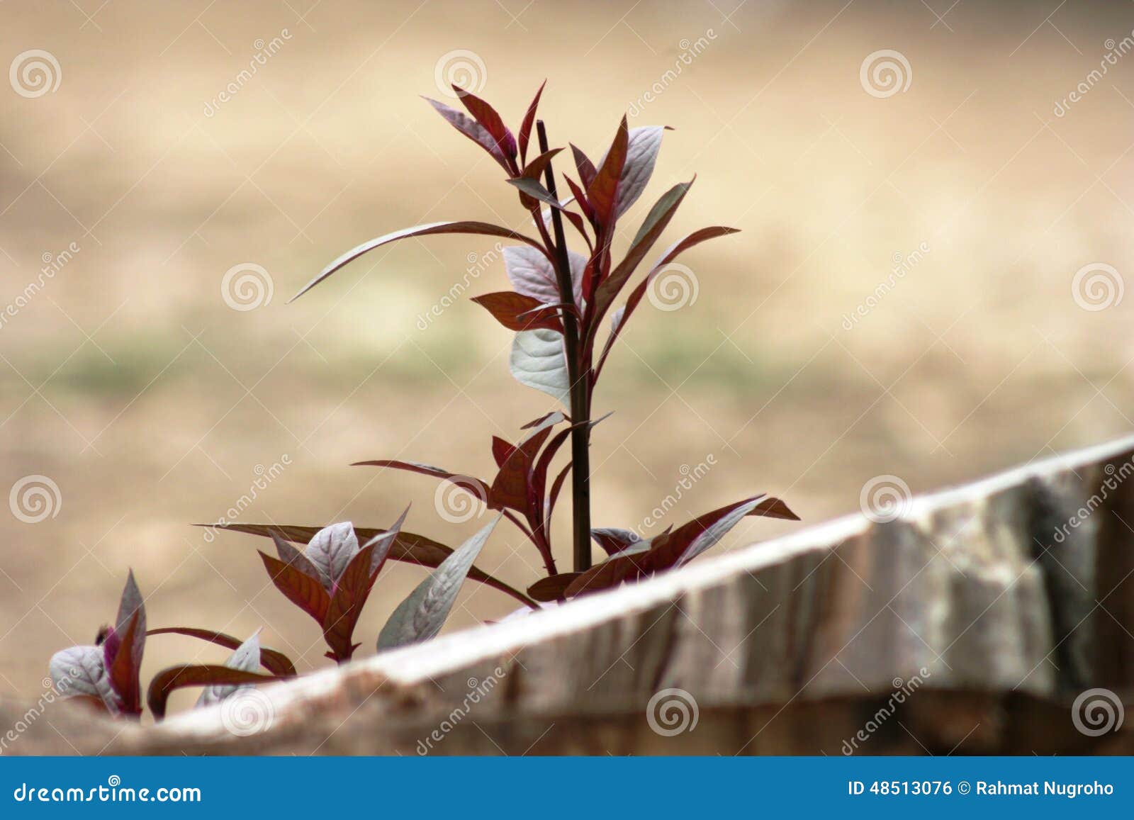 Plants shoot stock photo. Image of energy, patience, concept - 48513076