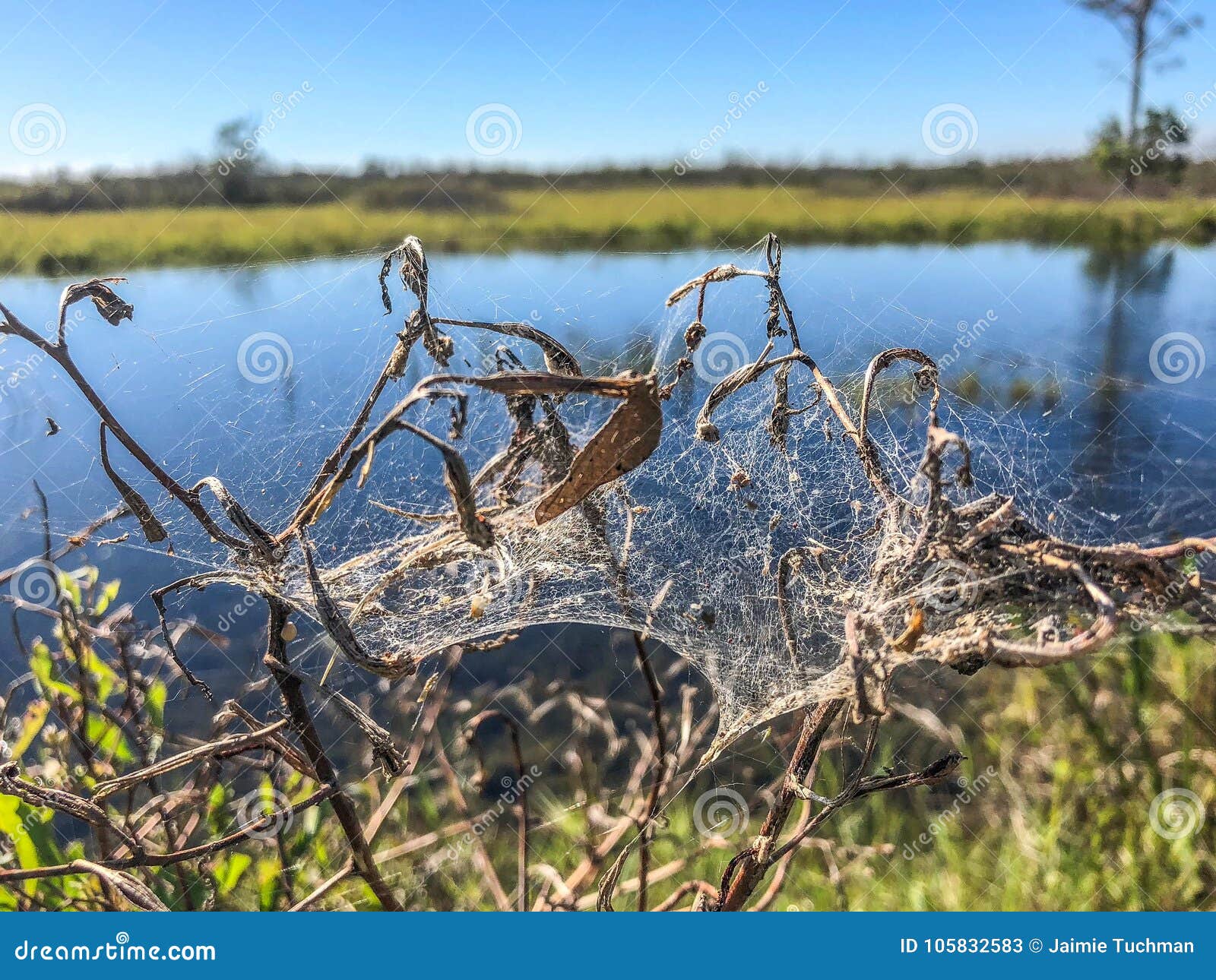 Spiderweb on Weeds in the Swamp Stock Image - Image of environment ...