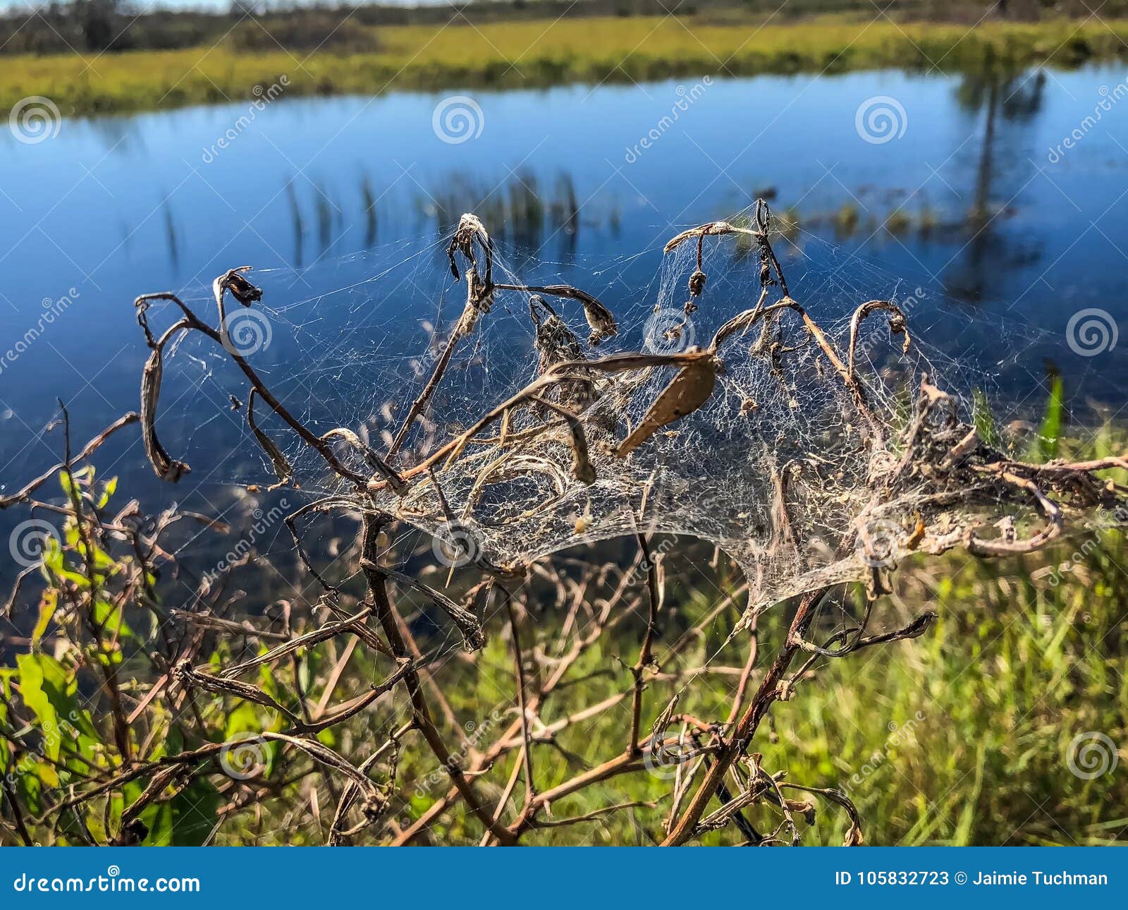 Spiderweb on Weeds in the Swamp Stock Image - Image of autumn, reed ...