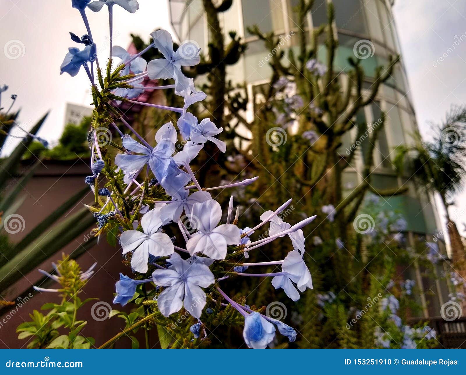 Plants of Shrub or Climber Growth Evergreen, Deciduous or Semi ...