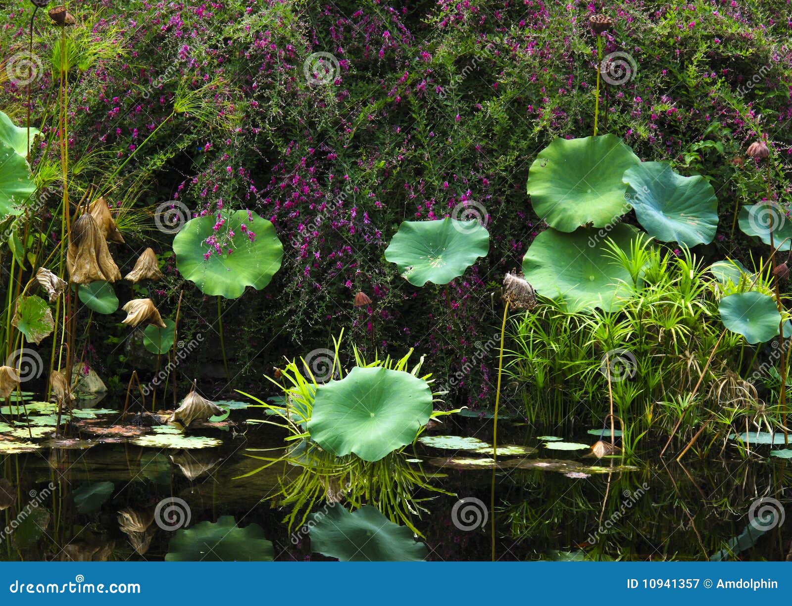 Plants with a Single Large Leaf Stock Image - Image of bright ...