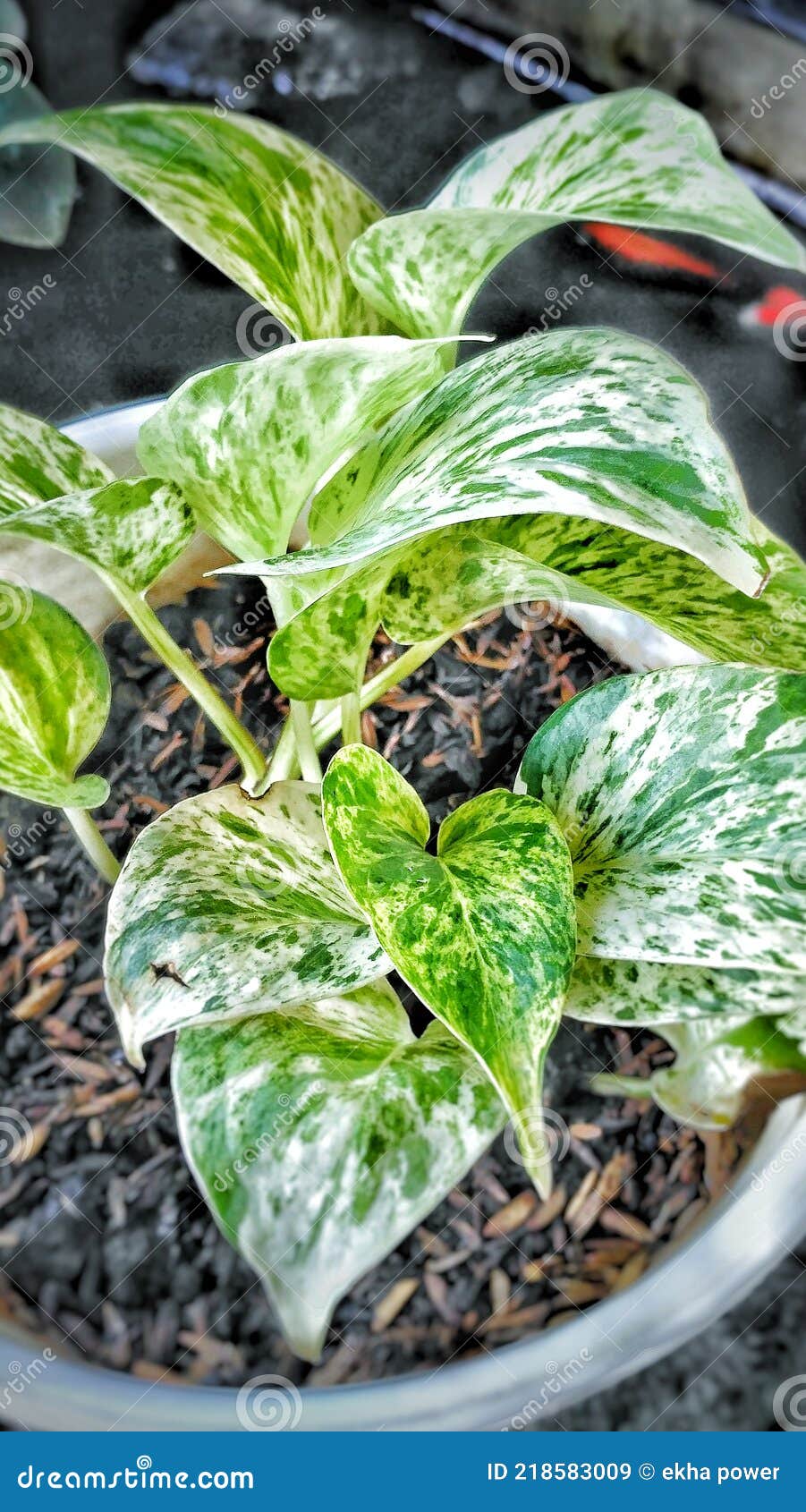 Plants sirih Gading stock image. Image of garden, sirih - 218583009