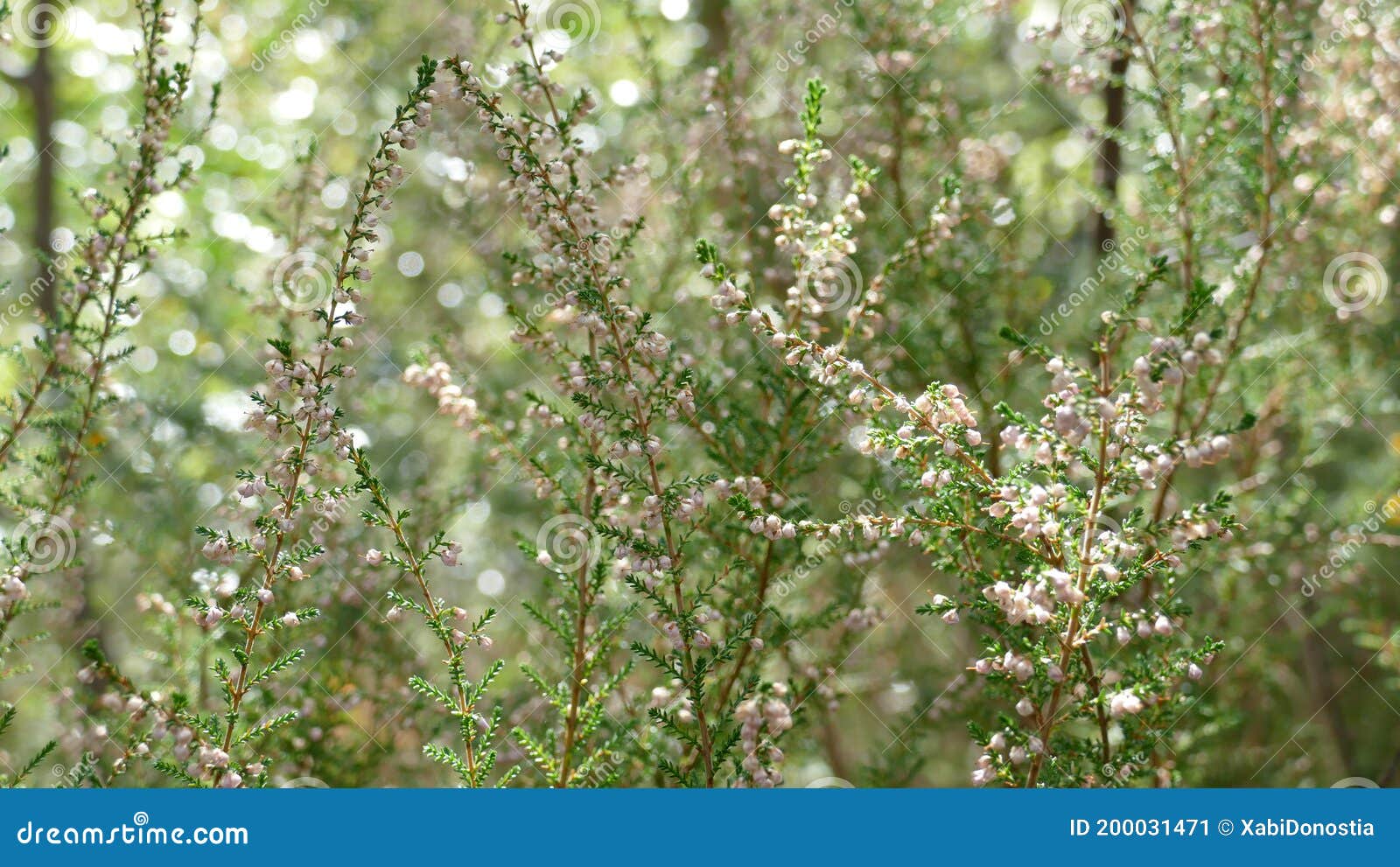 Plants with Small Flowers among the Vegetation of the Forest. Unedited ...