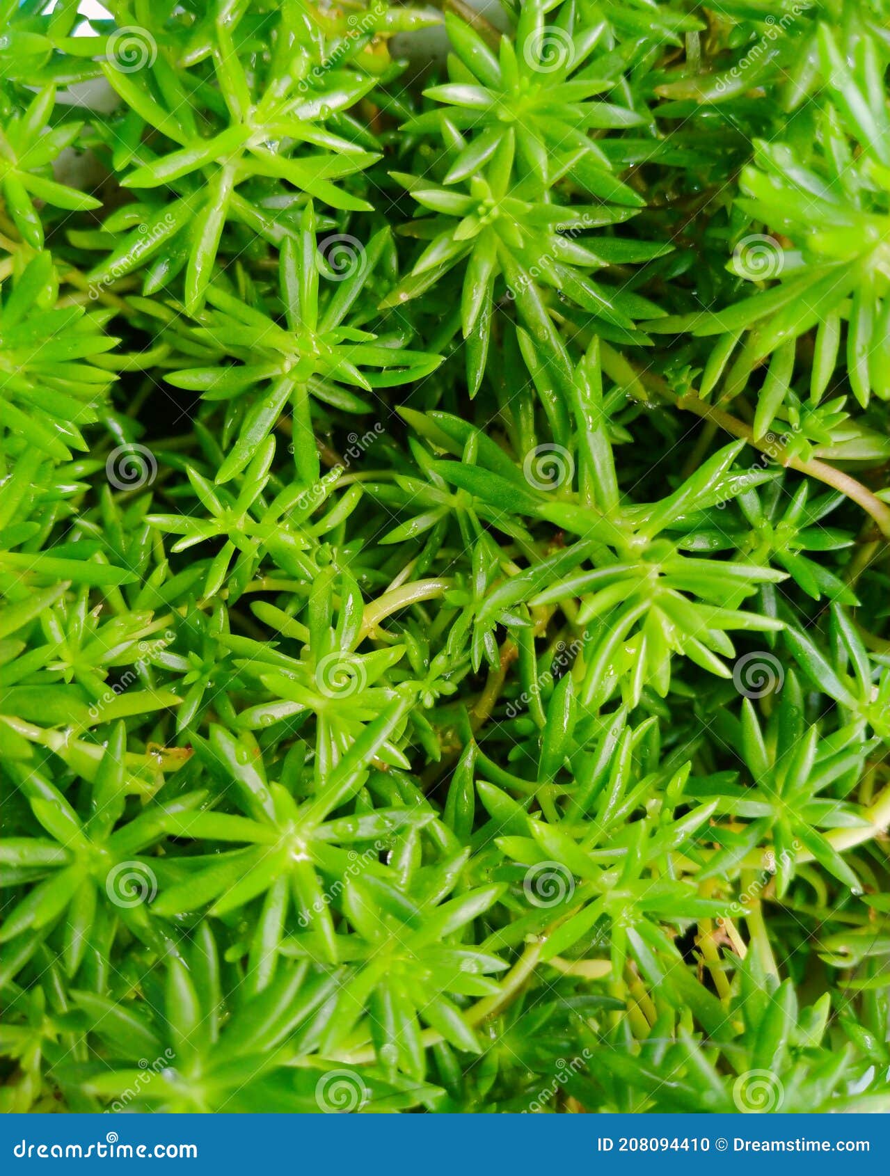 Beautiful little leaves stock photo. Image of wildflower - 208094410