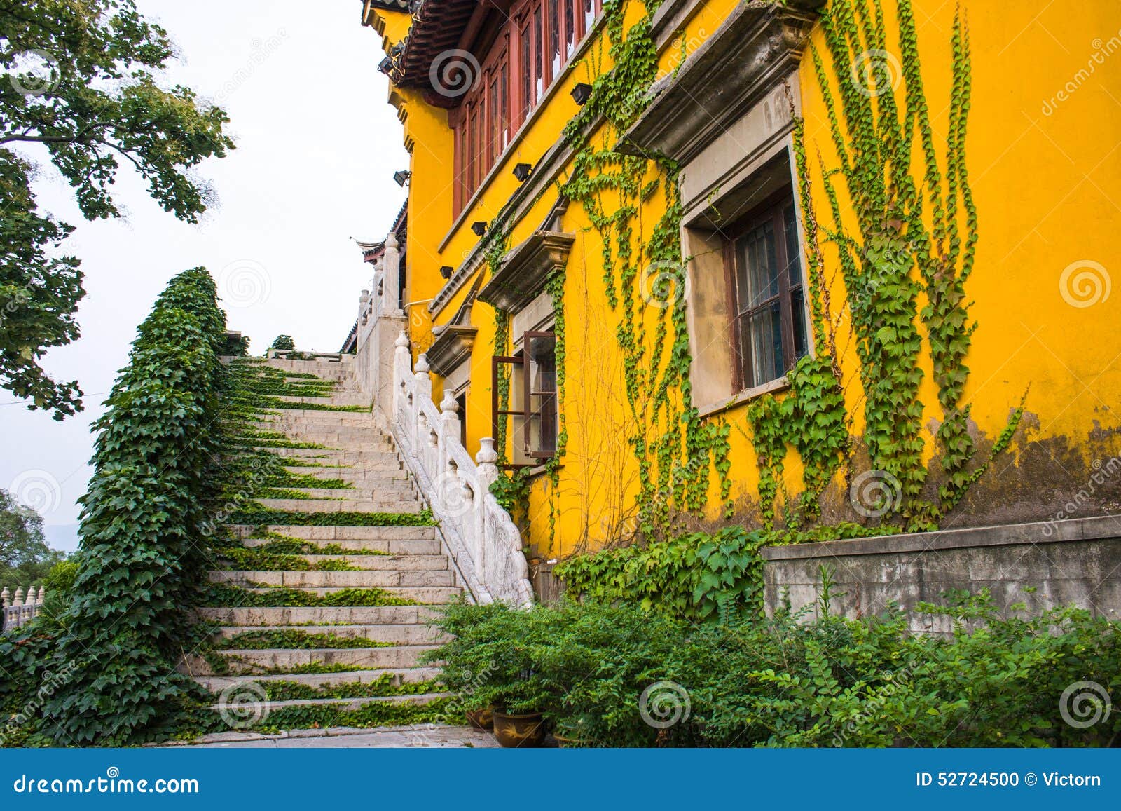 Plants Spread on the Stair and Building Surface Stock Photo - Image of ...