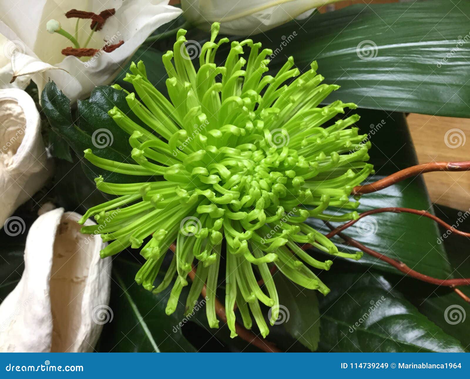 Green stock image. Image of flowers, spring, green, plants - 114739249