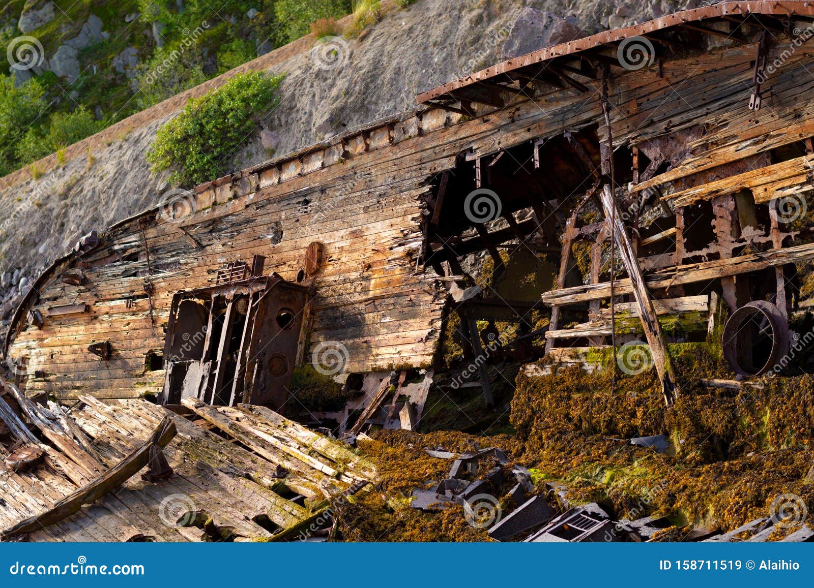 Plants Sprout through the Old Tree Stock Image - Image of historic ...
