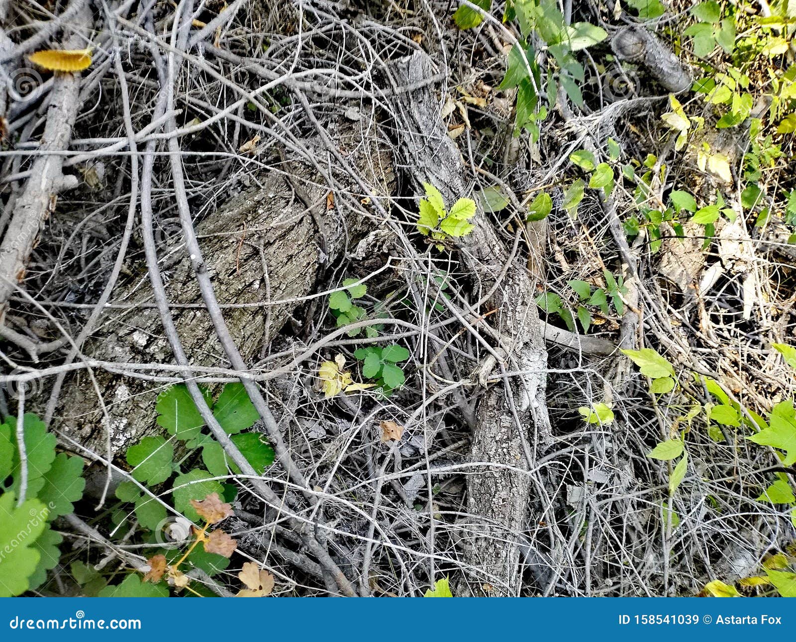 Plants Sprouting through Dry Branches of Trees on the Ground Stock ...