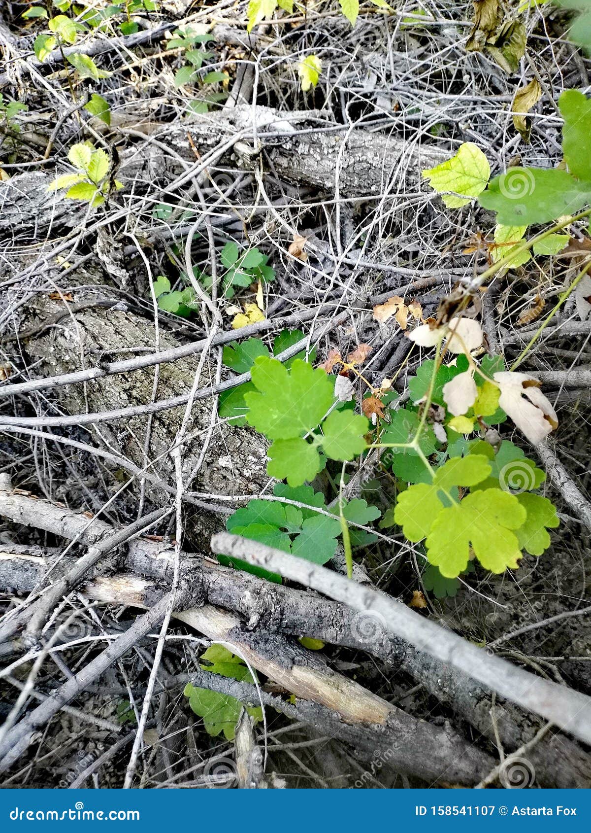 Plants Sprouting through Dry Branches of Trees on the Ground Stock ...