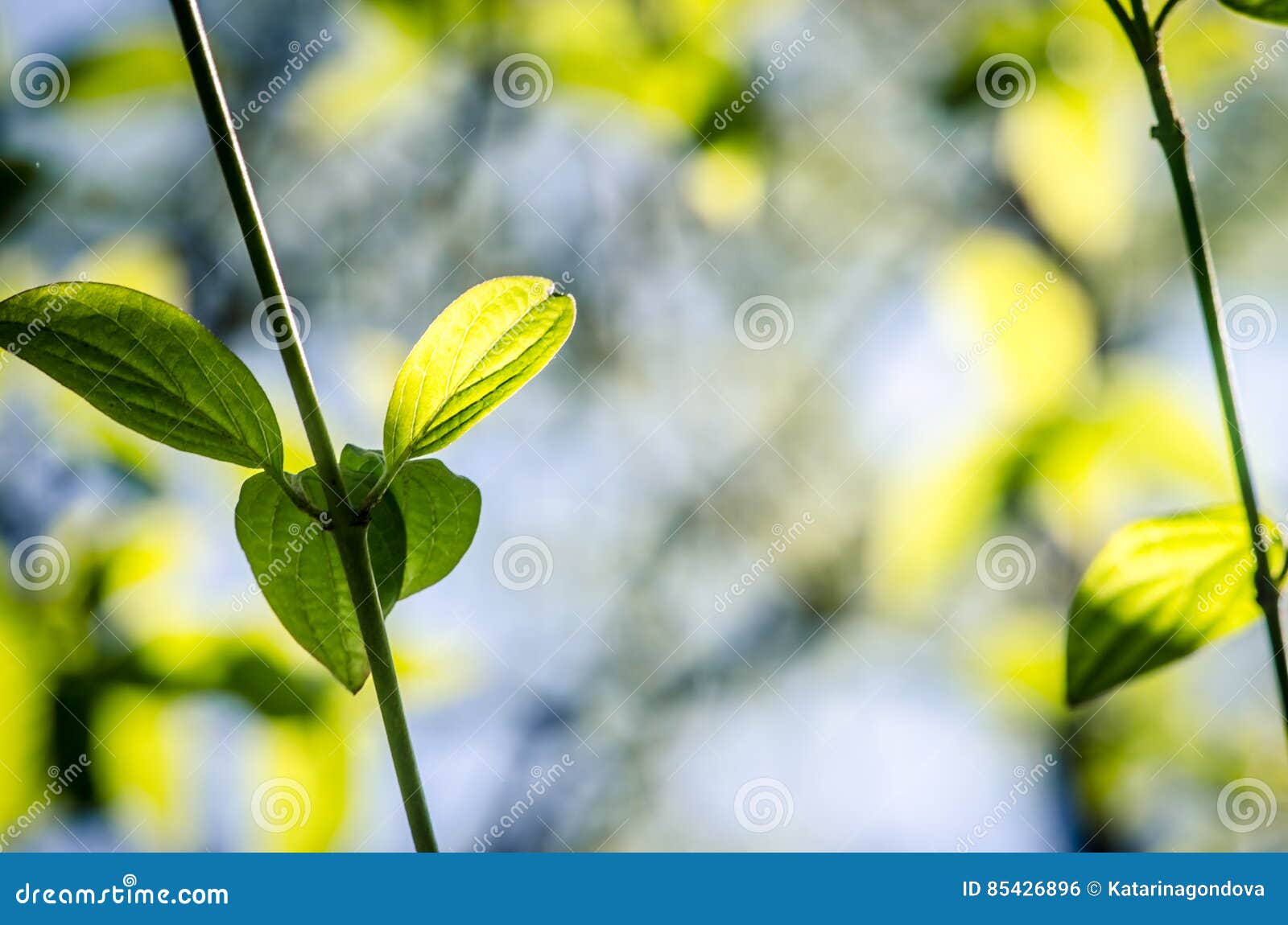 Plants sprouting in spring stock photo. Image of twig - 85426896