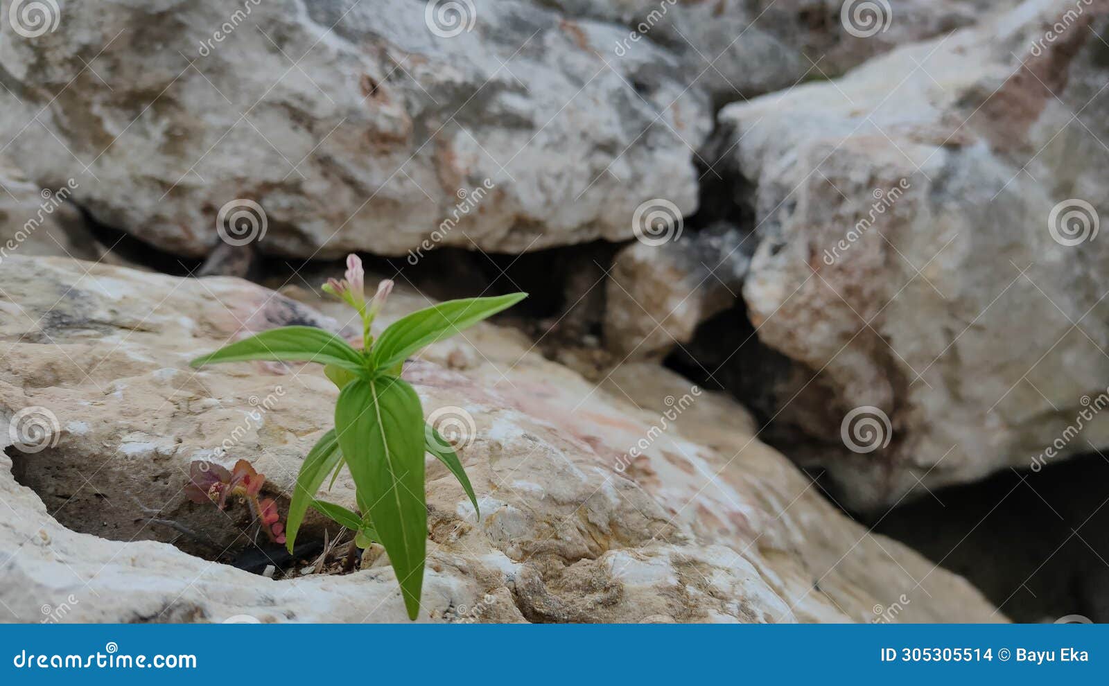 Plants Squeezed between Coral Rocks Stock Photo - Image of beach, coral ...