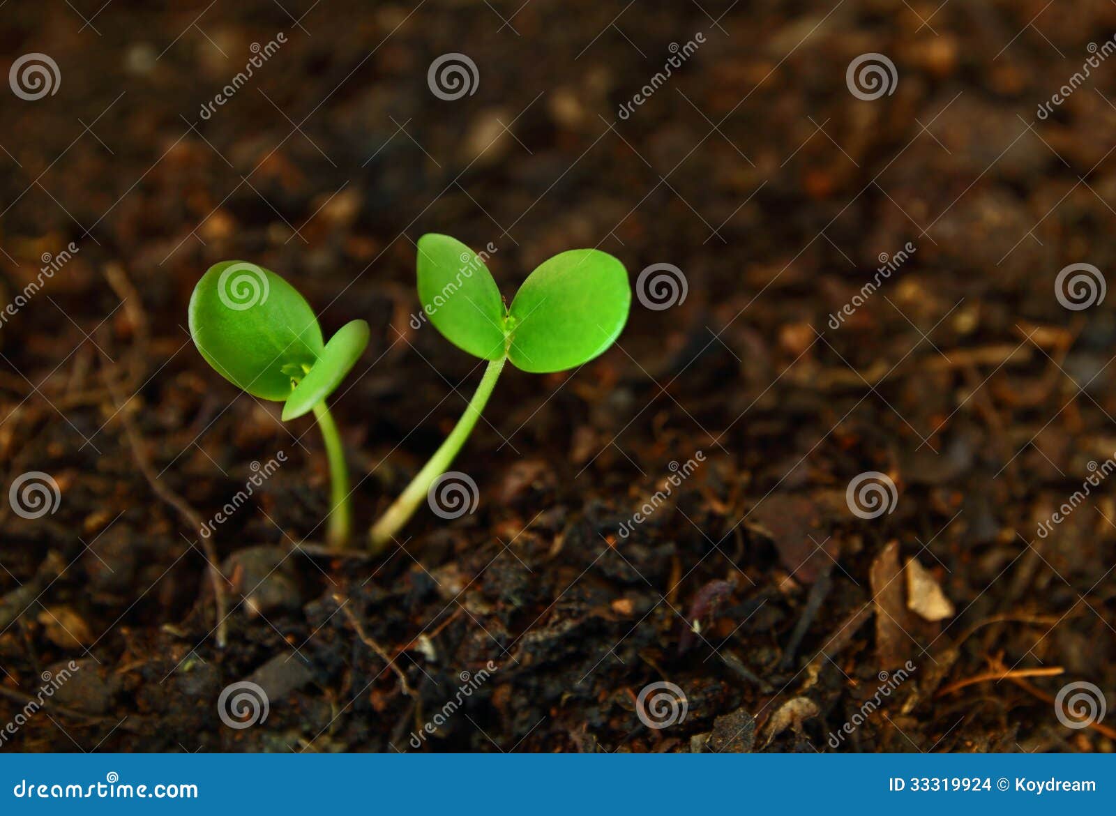 Plants start to grow. stock photo. Image of dirt, leaf - 33319924