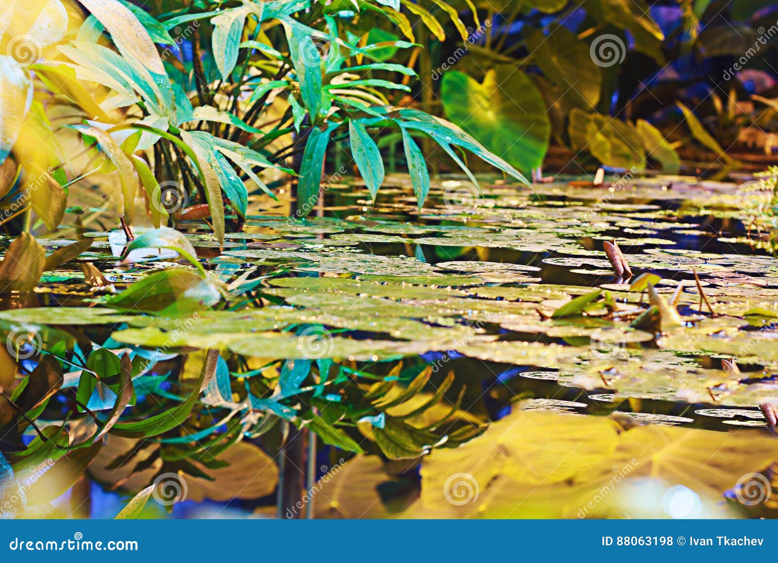 Plants in the Subtropics on the Water Stock Photo - Image of plants ...