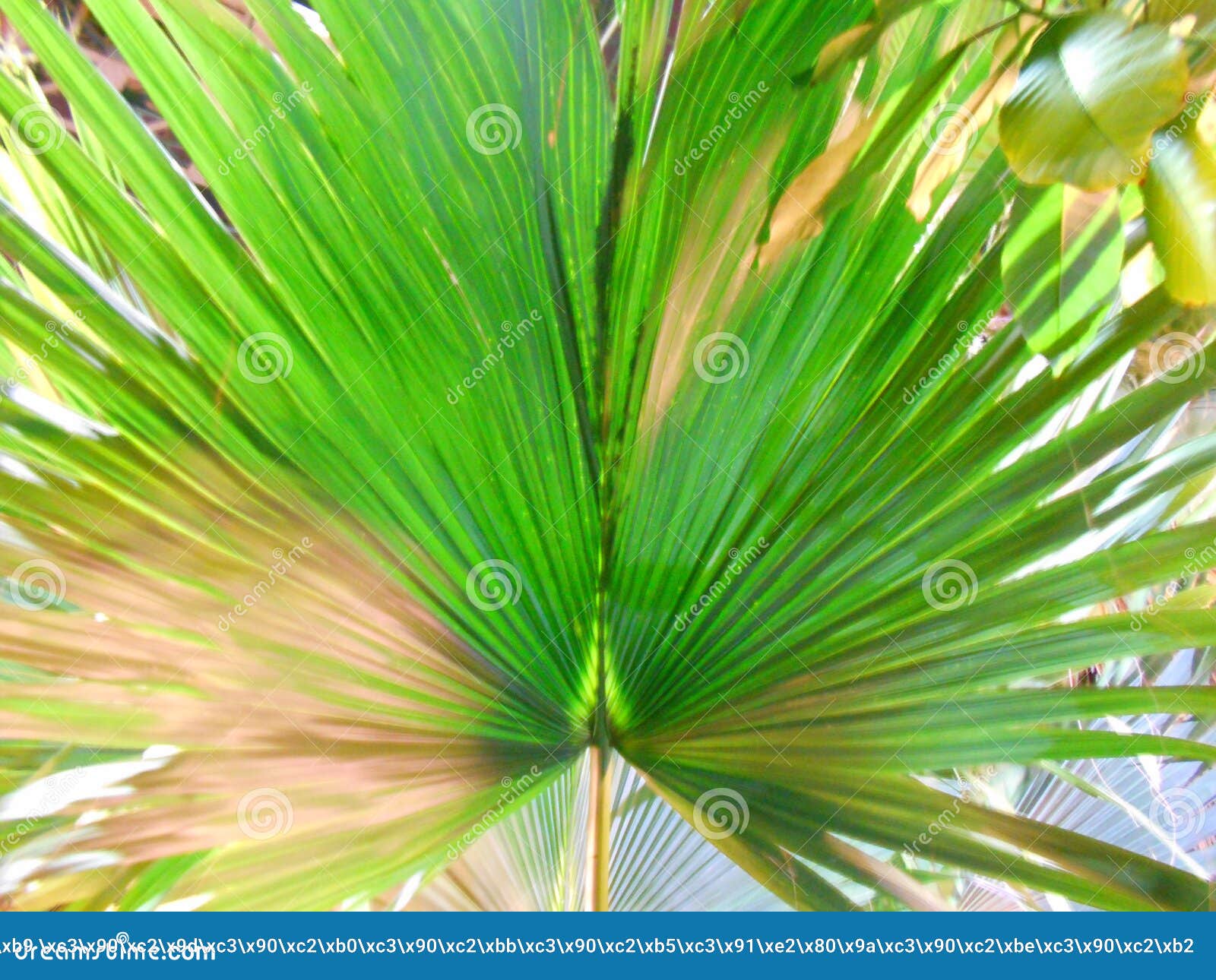 Cypress stock image. Image of nature, cypress, plants - 117154369