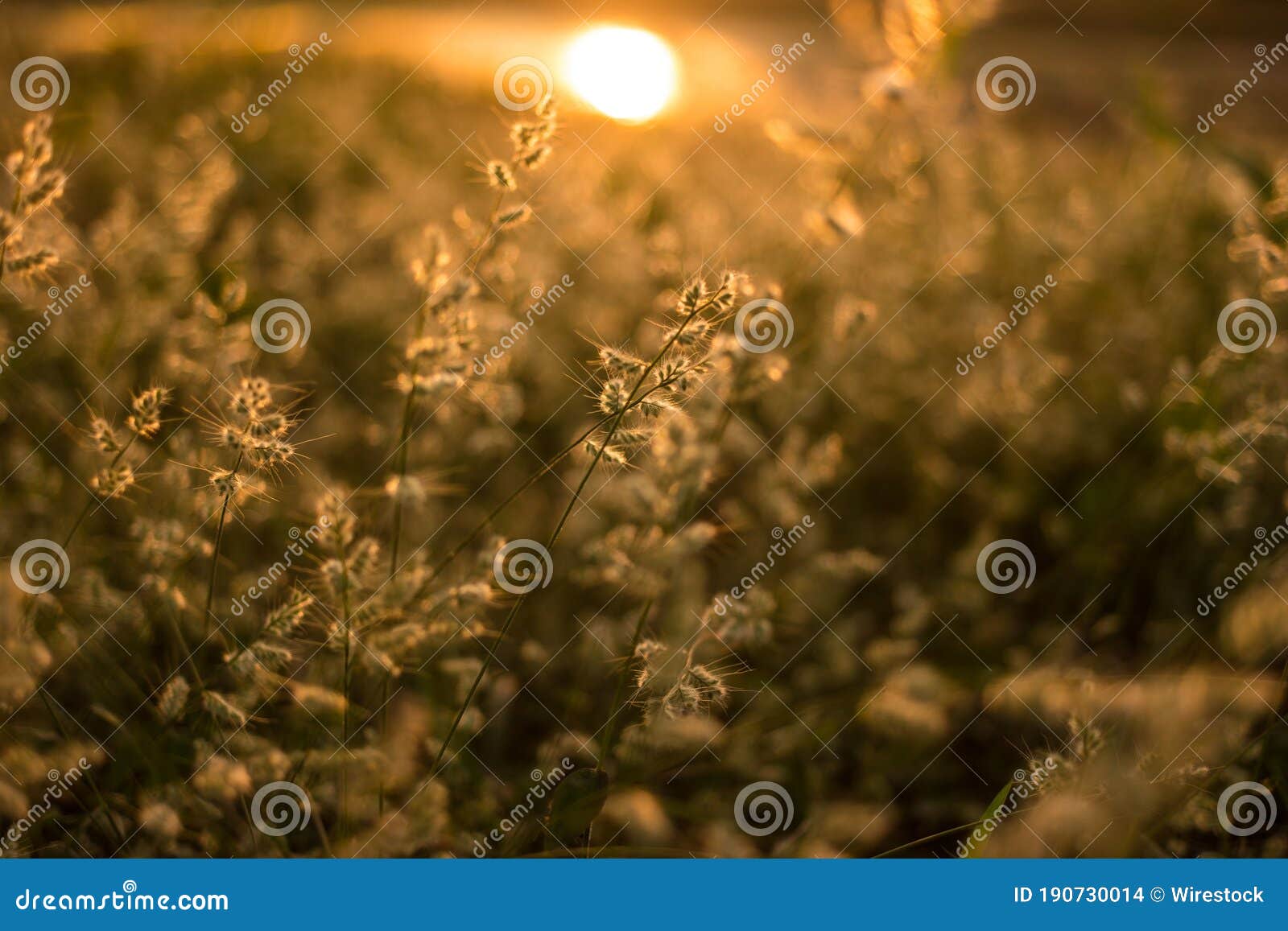 Plants with the Sun Rays Penetrating through Their Stems Stock Photo ...